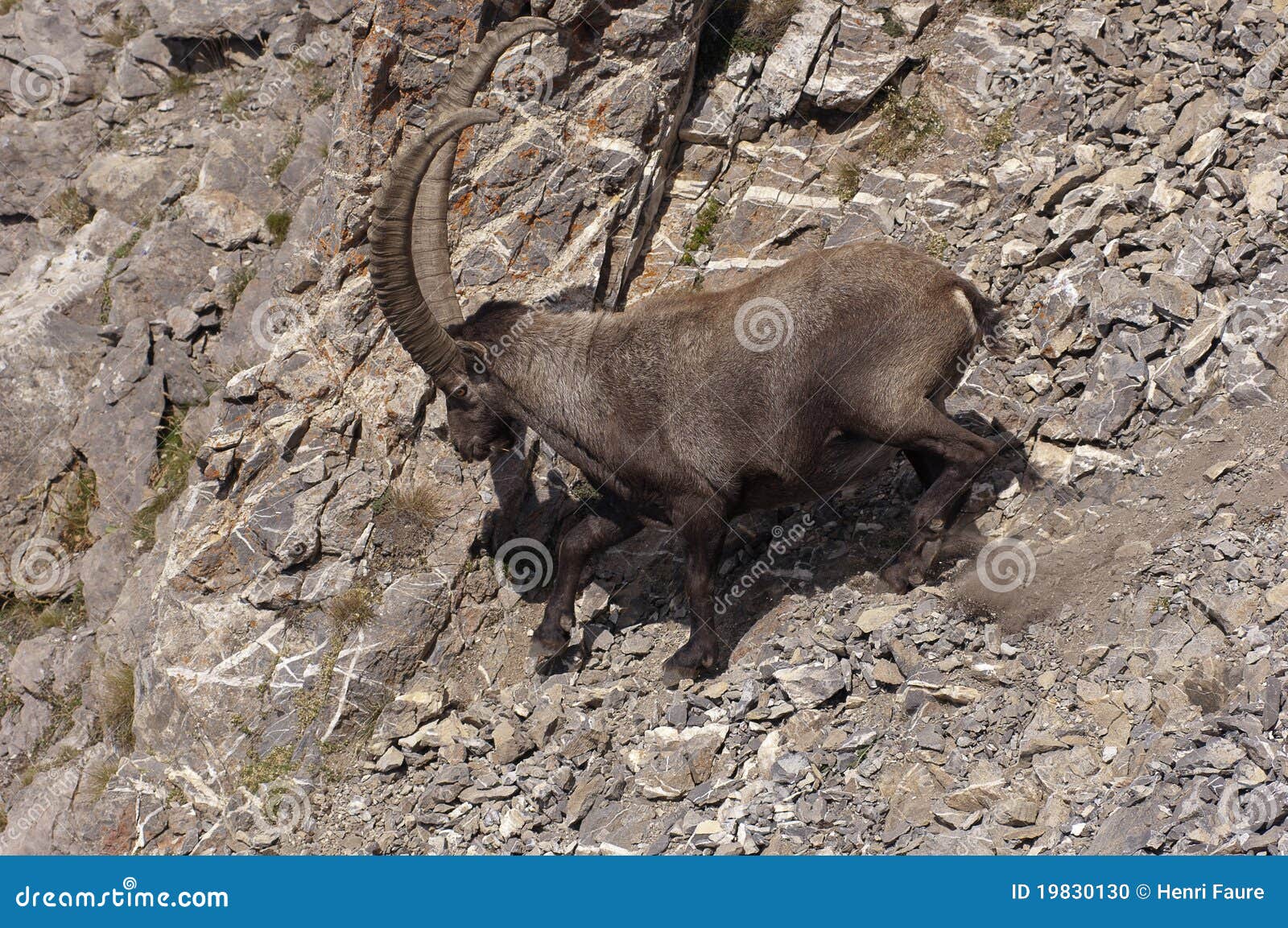 Ibex running stock photo. Image of ibex, france, alps - 19830130