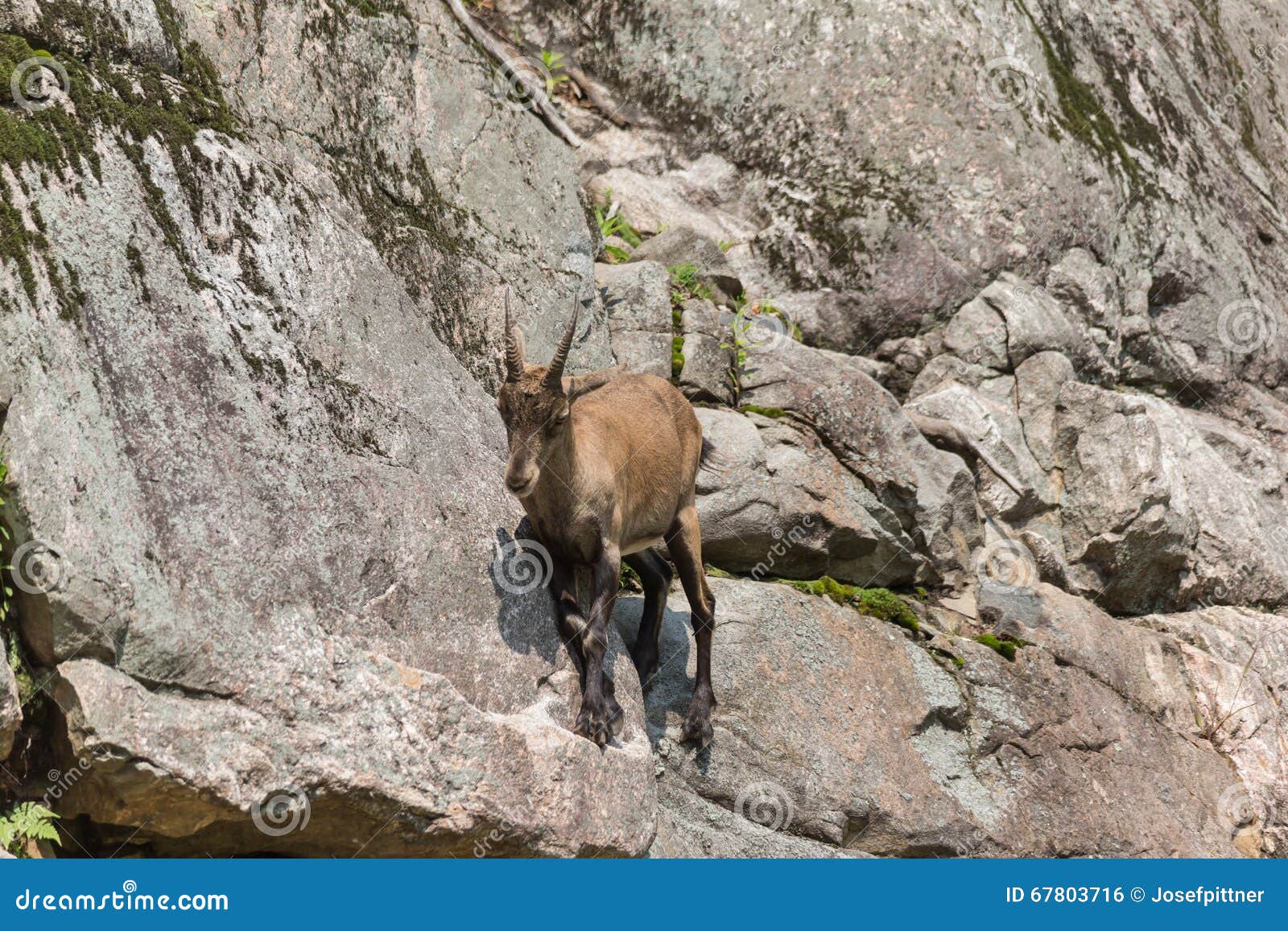 An Ibex on a Side of a Cliff Stock Photo - Image of capra, orange: 67803716