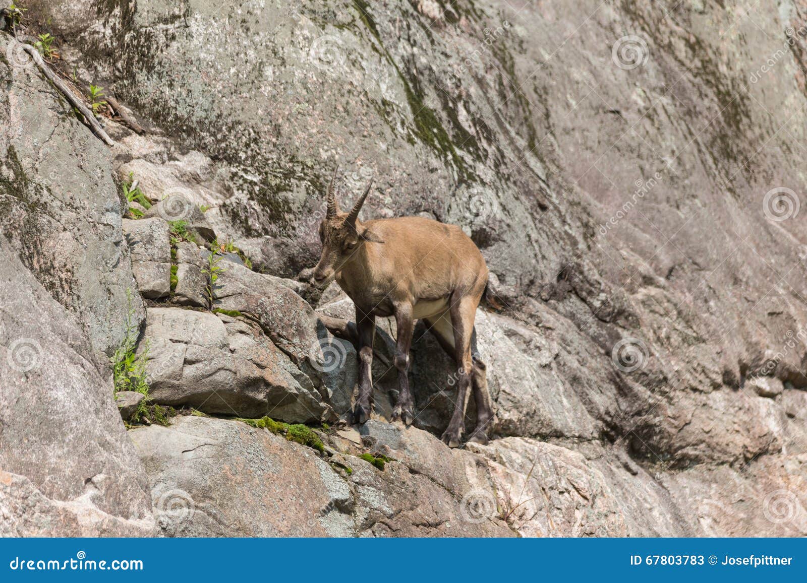An Ibex on a Side of a Cliff Stock Image - Image of alpine, autumn ...