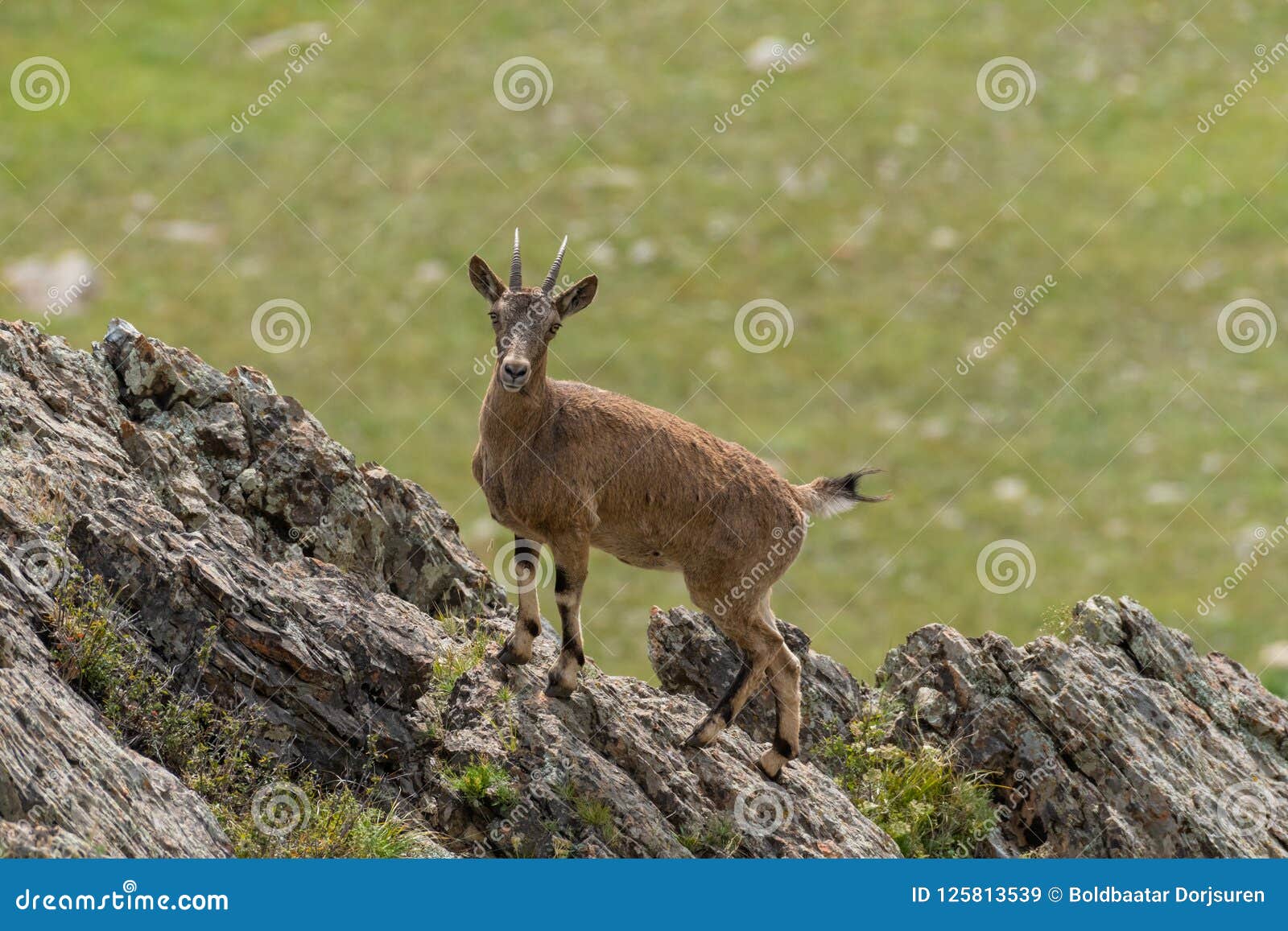 Rocky Mountain Ibex stock image. Image of standing, mammals - 125813539
