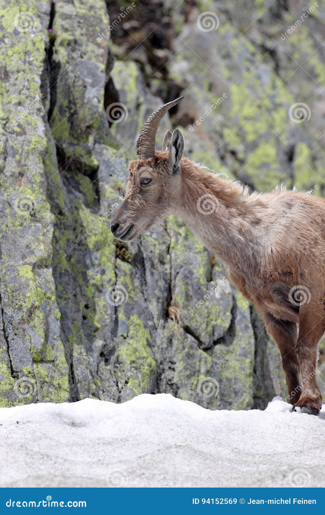 Ibex standing in snow stock image. Image of snow, mountain - 94152569