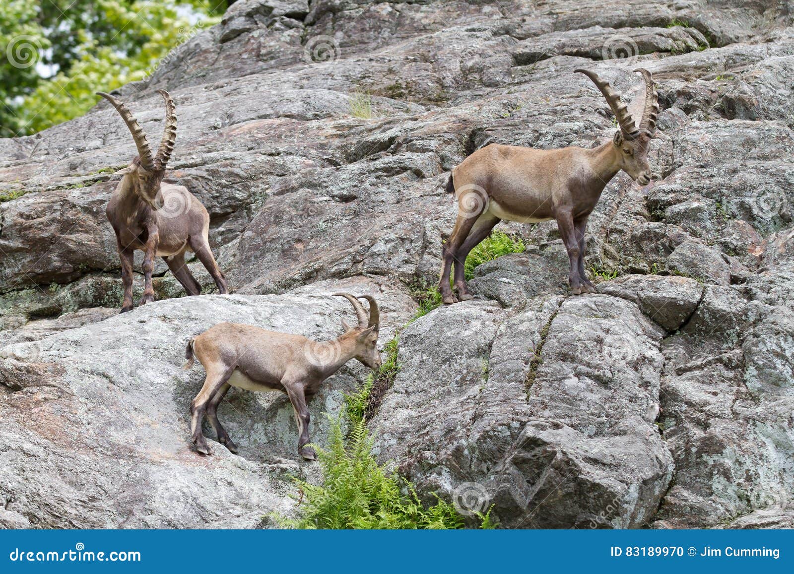 Ibex on rocky cliff stock photo. Image of alpine, fauna - 83189970