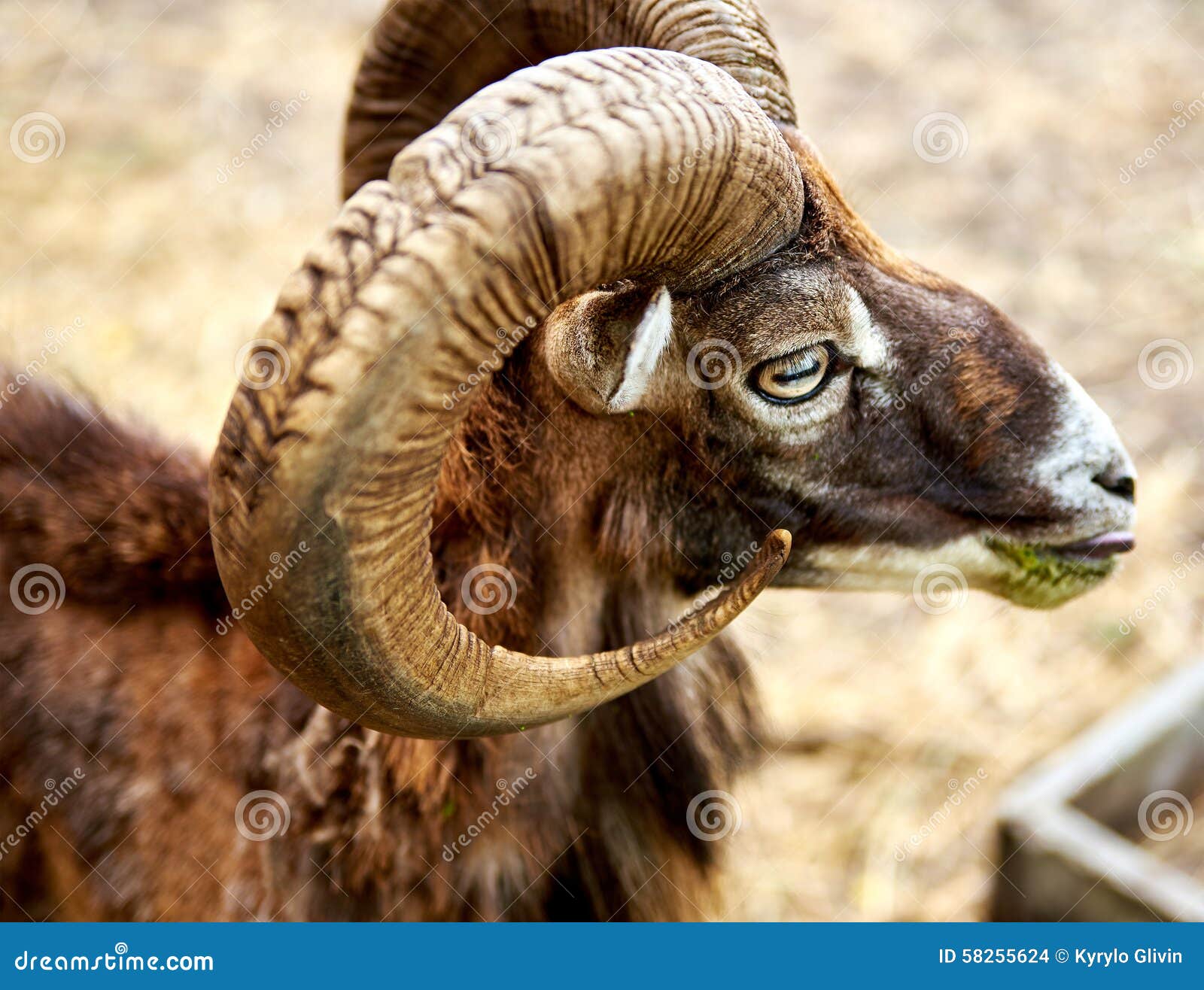 Ibex the Wild Mountain Goat with Amazing Horns Stock Photo - Image of ...