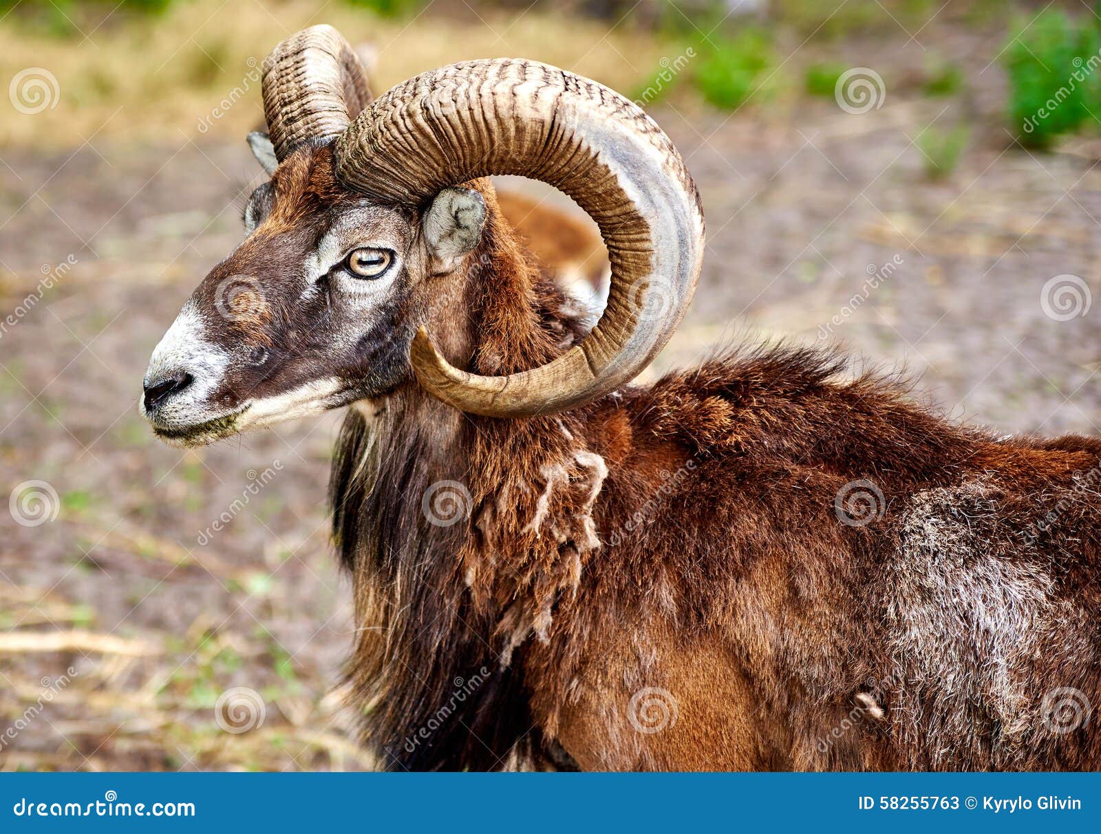 Ibex the Wild Mountain Goat with Amazing Horns Stock Image - Image of ...