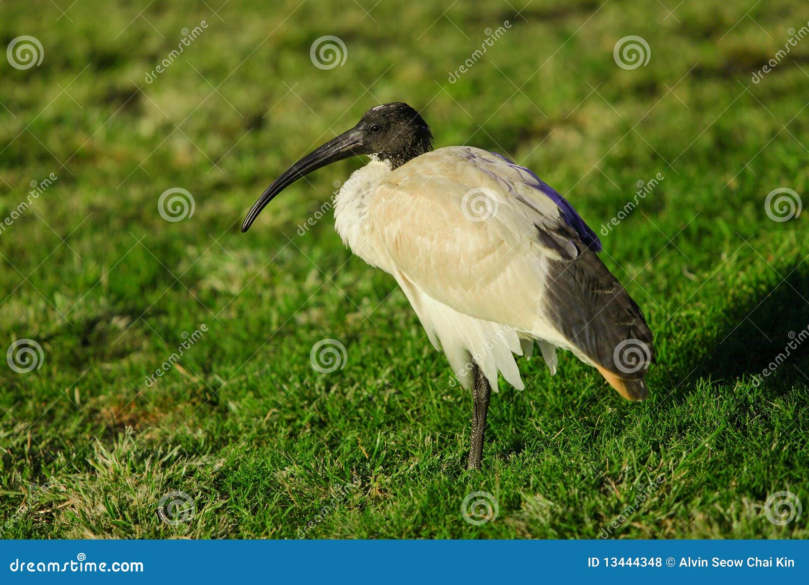 Ibis fotografia stock. Immagine di animale, uccello, nave - 13444348