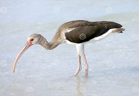 Ibis stock photo. Image of curved, endangered, ibis, feeding - 138658