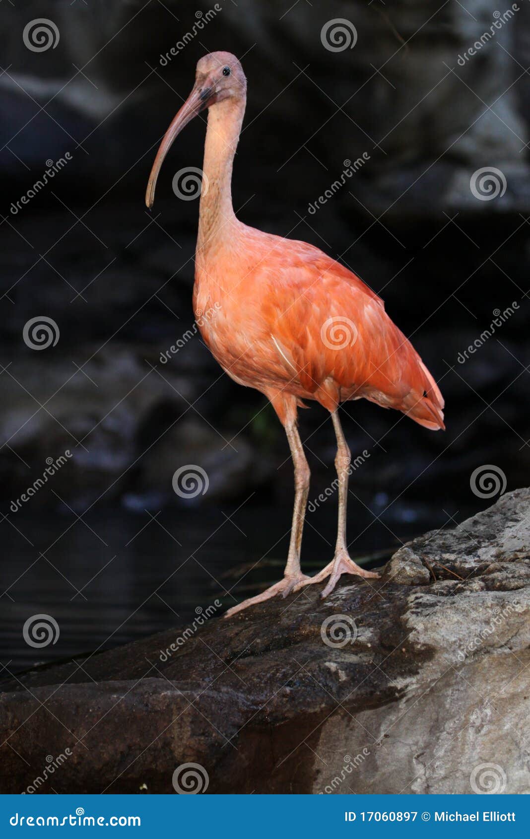 Ibis stock image. Image of rock, feet, beak, bright, animal - 17060897