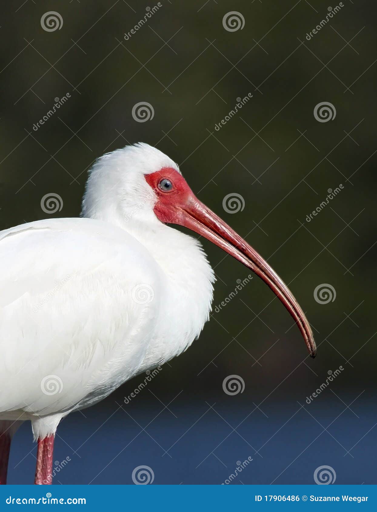 Ibis foto de archivo. Imagen de ibis, marina, océano - 17906486