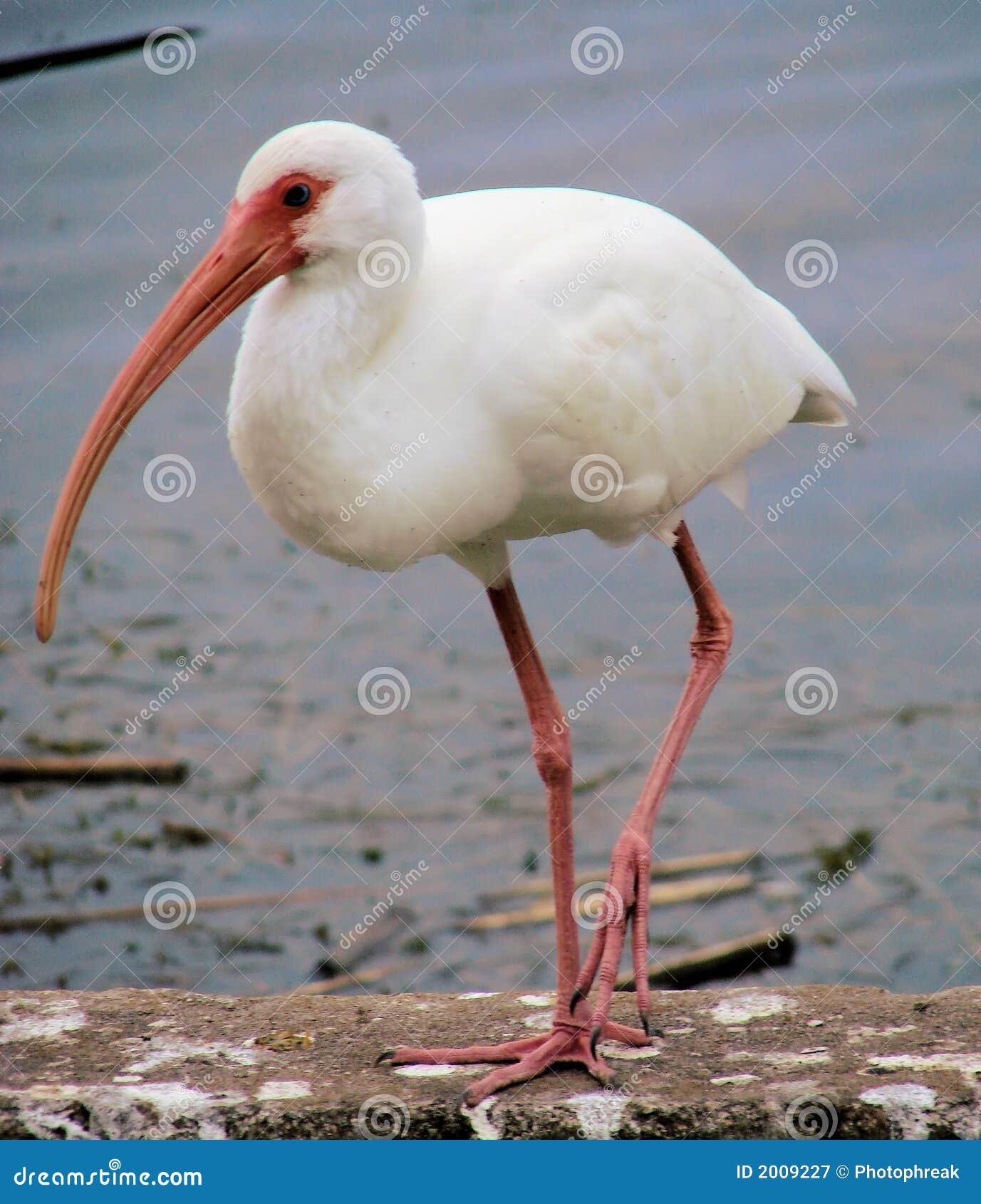 Ibis stock image. Image of long, closeup, black, blue - 2009227