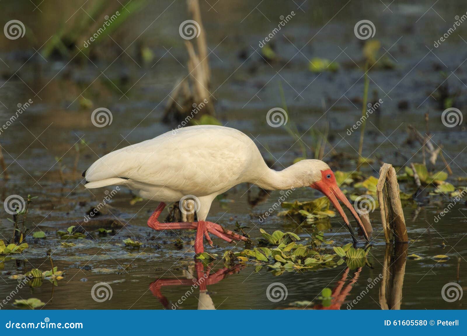 Ibis Bianco (albus Di Eudocimus) Fotografia Stock - Immagine di uccello ...