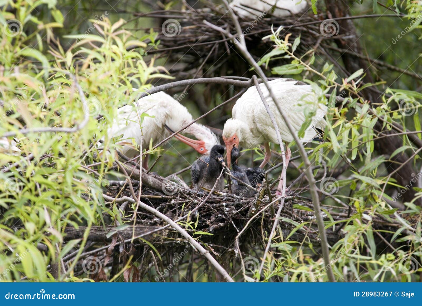 Ibis Bird Feeding Chick stock image. Image of nature - 28983267