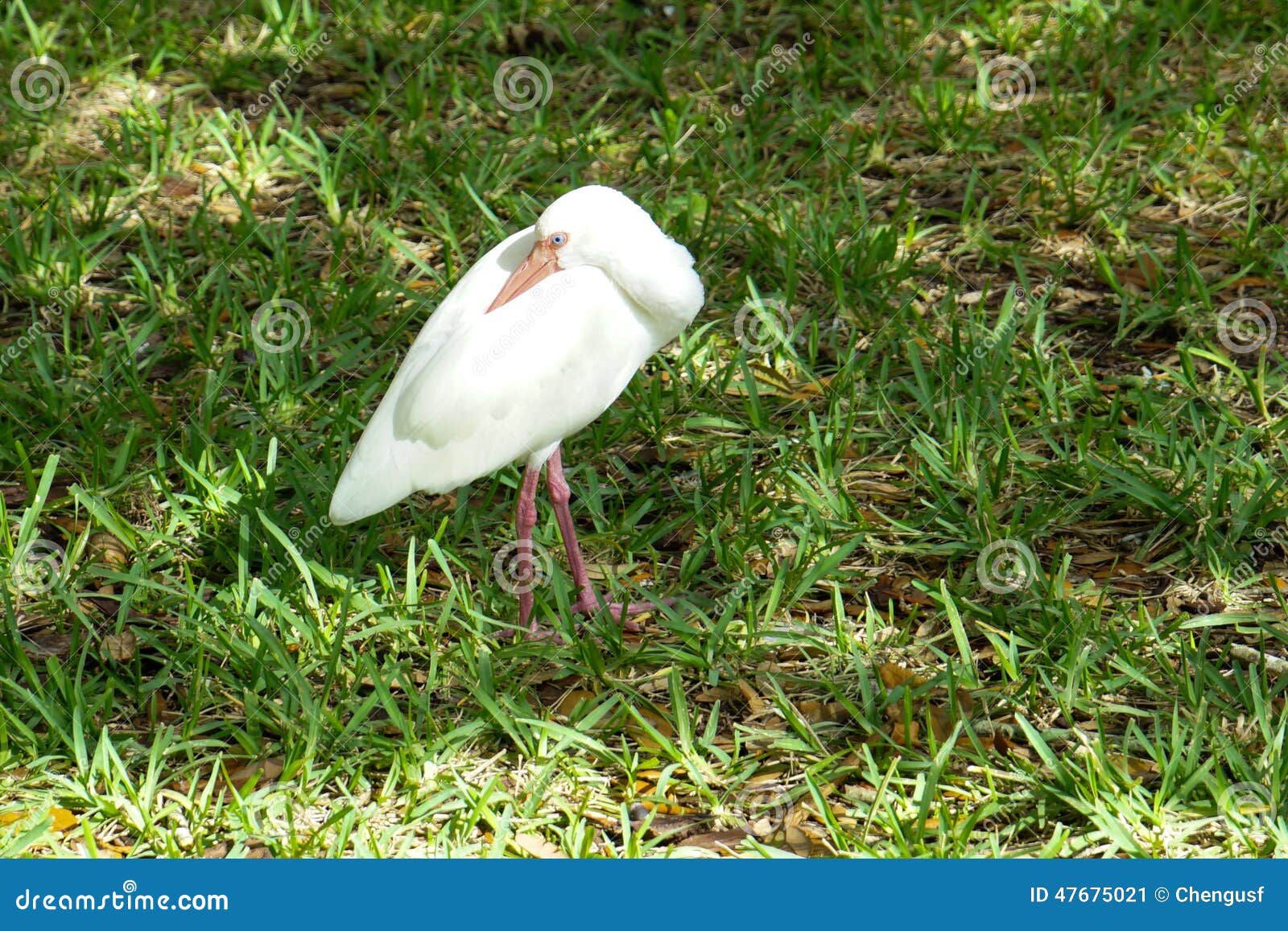 A ibis bird is resting stock image. Image of ecology - 47675021