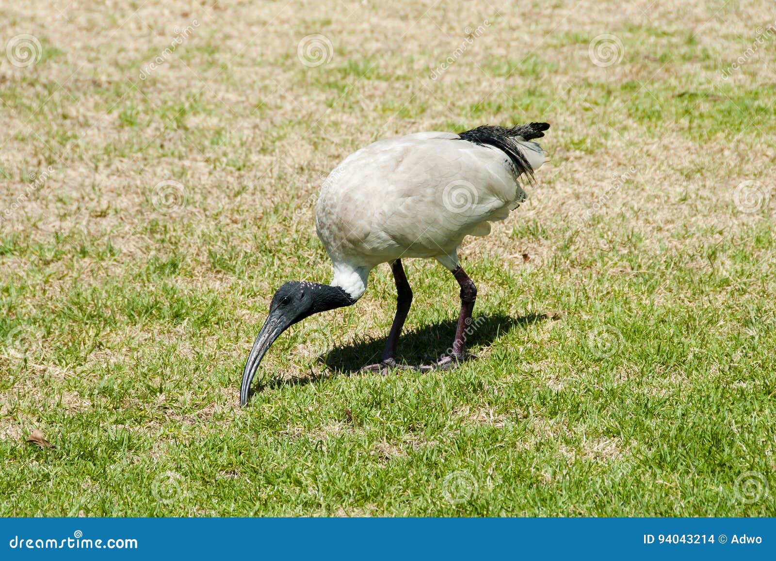 Ibis Bird - Sydney - Australia Stock Photo - Image of avian, ibis: 94043214