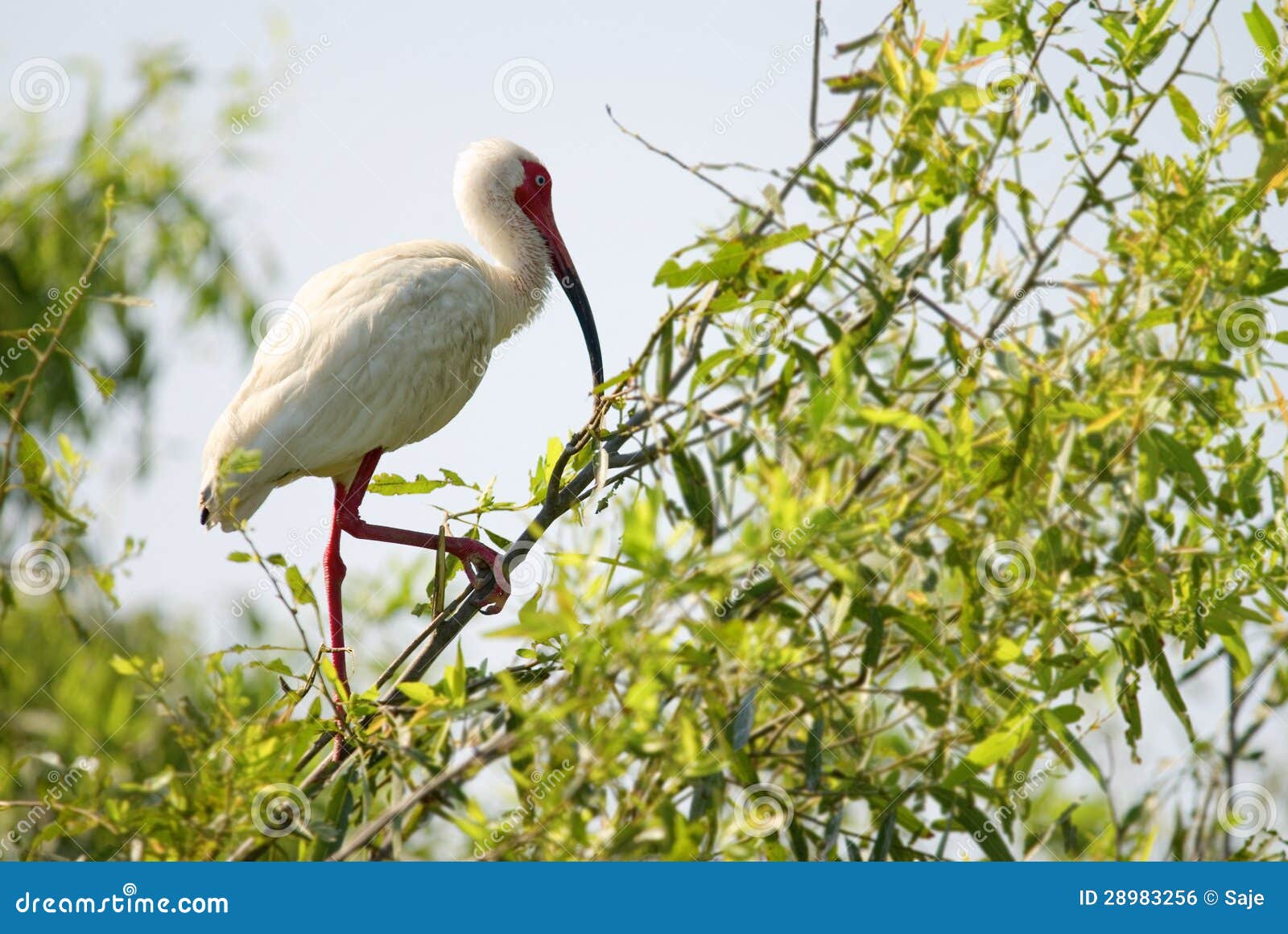 Ibis Bird in a Tree stock photo. Image of long, bird - 28983256