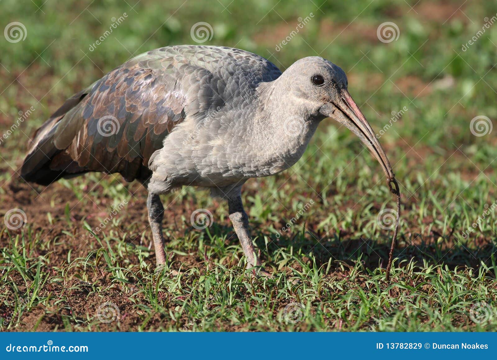 Ibis Bird and Worm stock image. Image of wild, forage - 13782829
