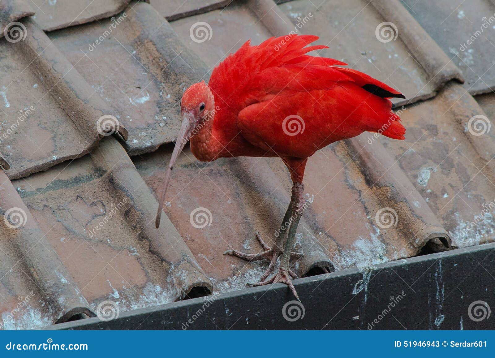 Ibis stock image. Image of beak, gathering, plume, friends - 51946943