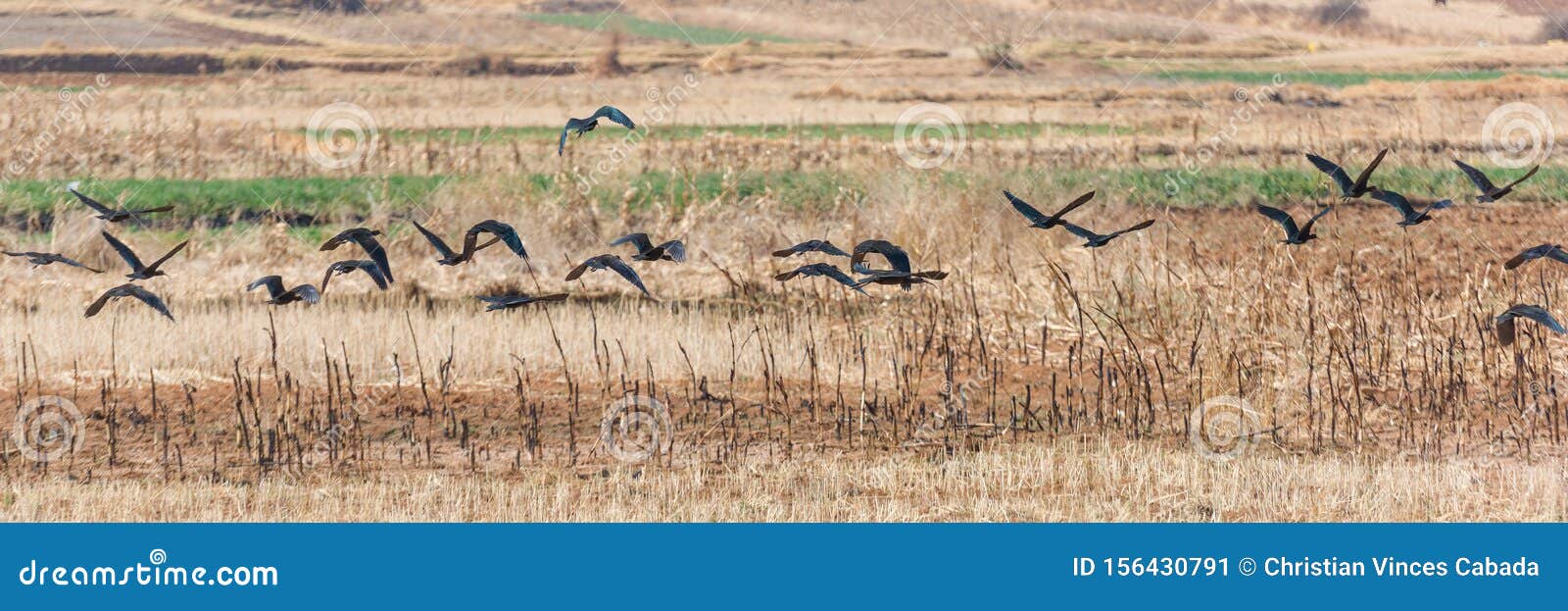 Ibis Birds Fly Over Crop Fields Stock Image - Image of ibises ...