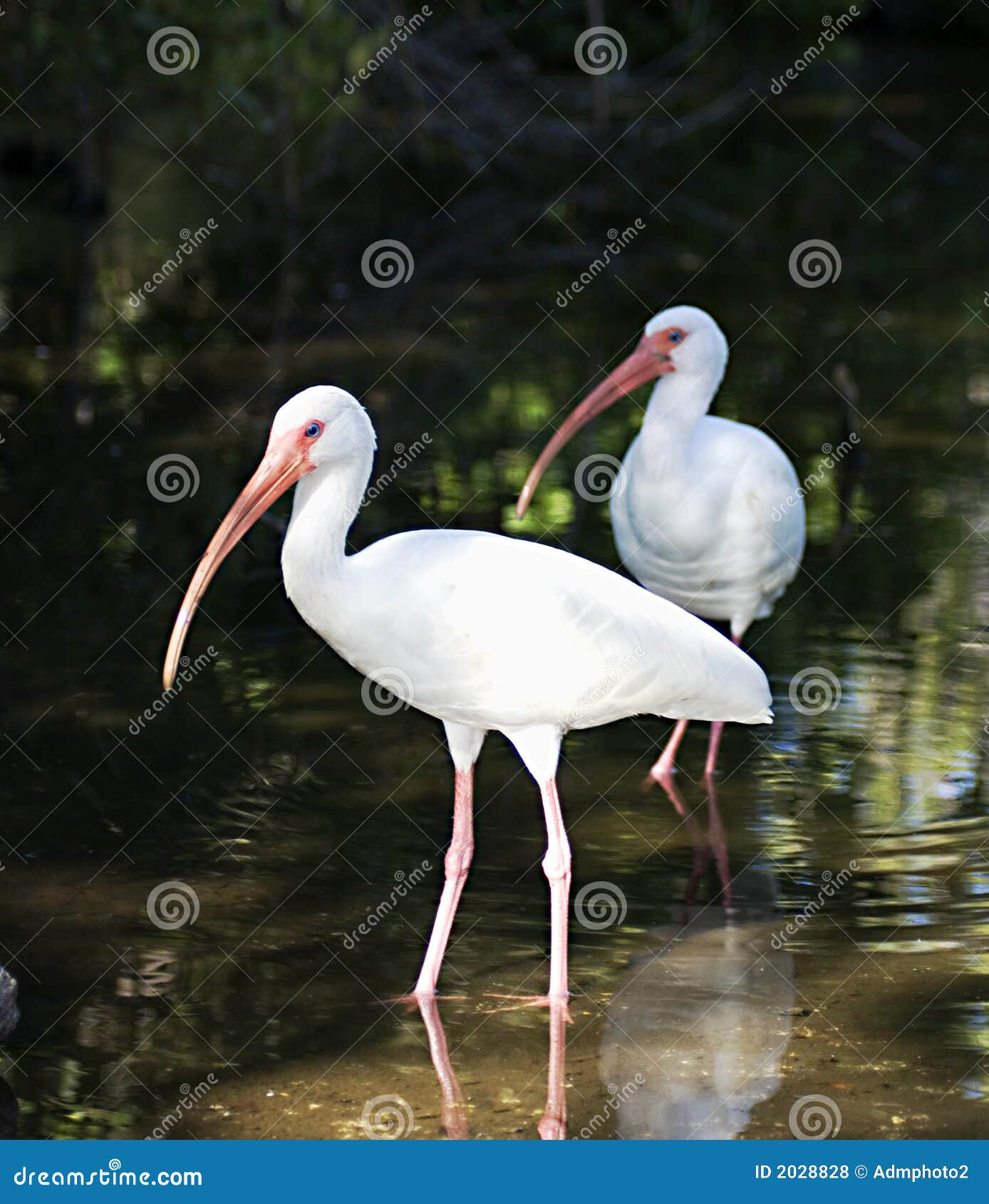Ibis blanco foto de archivo. Imagen de curvado, pico, charca - 2028828
