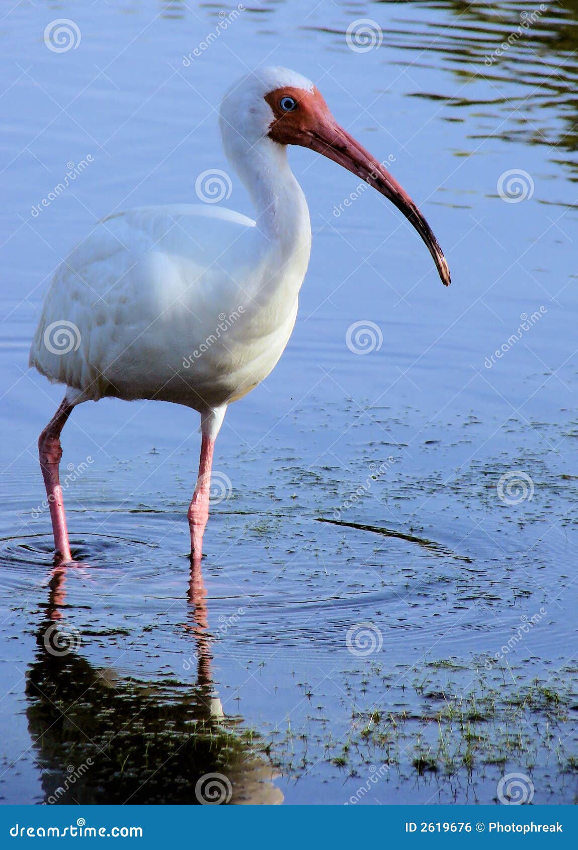 Ibis blanco foto de archivo. Imagen de cubo, primer, raro - 2619676