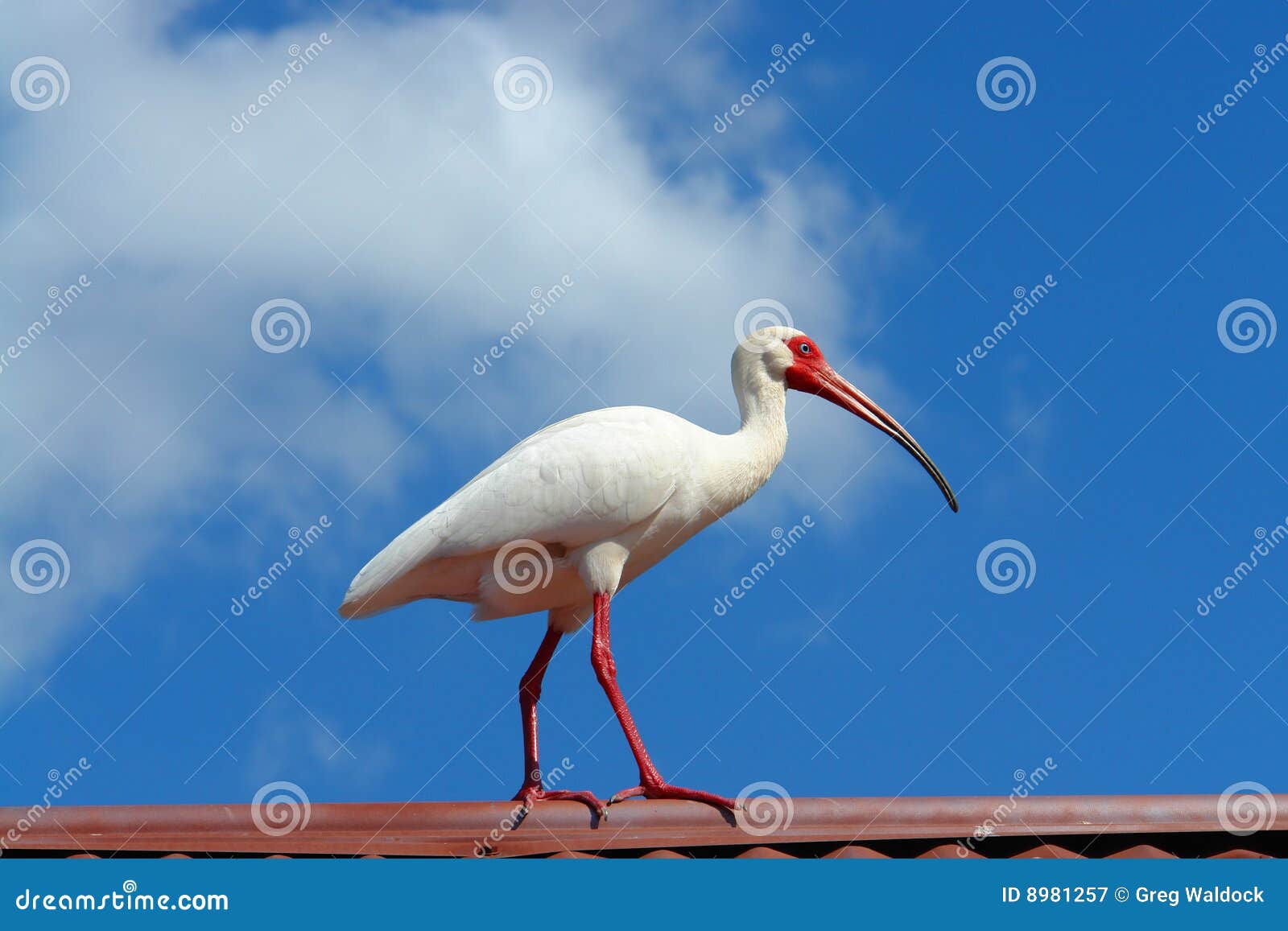 Ibis blanco imagen de archivo. Imagen de fauna, ibis, azul - 8981257