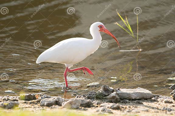 Ibis Blanco (albus De Eudocimus) Imagen de archivo - Imagen de fauna ...