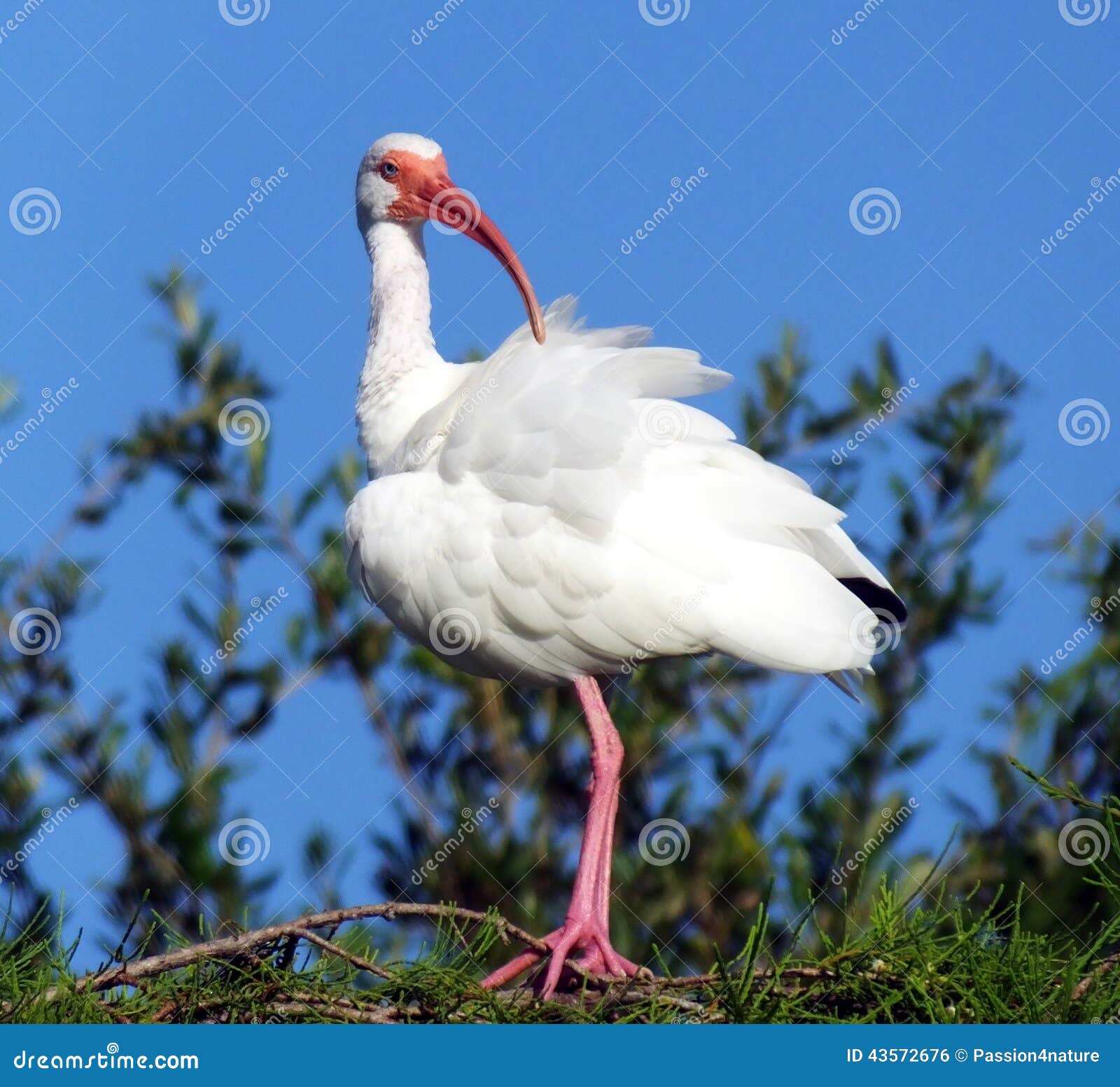 Ibis Blanco (albus De Eudocimus) Foto de archivo - Imagen de salvaje ...