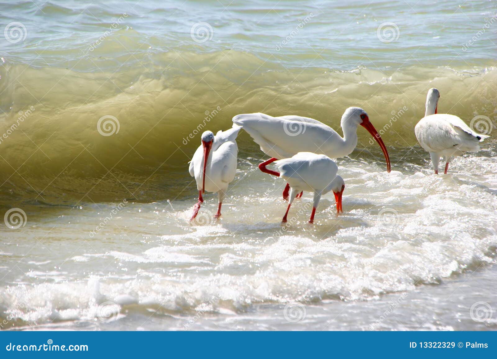 Ibis blanco americano imagen de archivo. Imagen de océano - 13322329