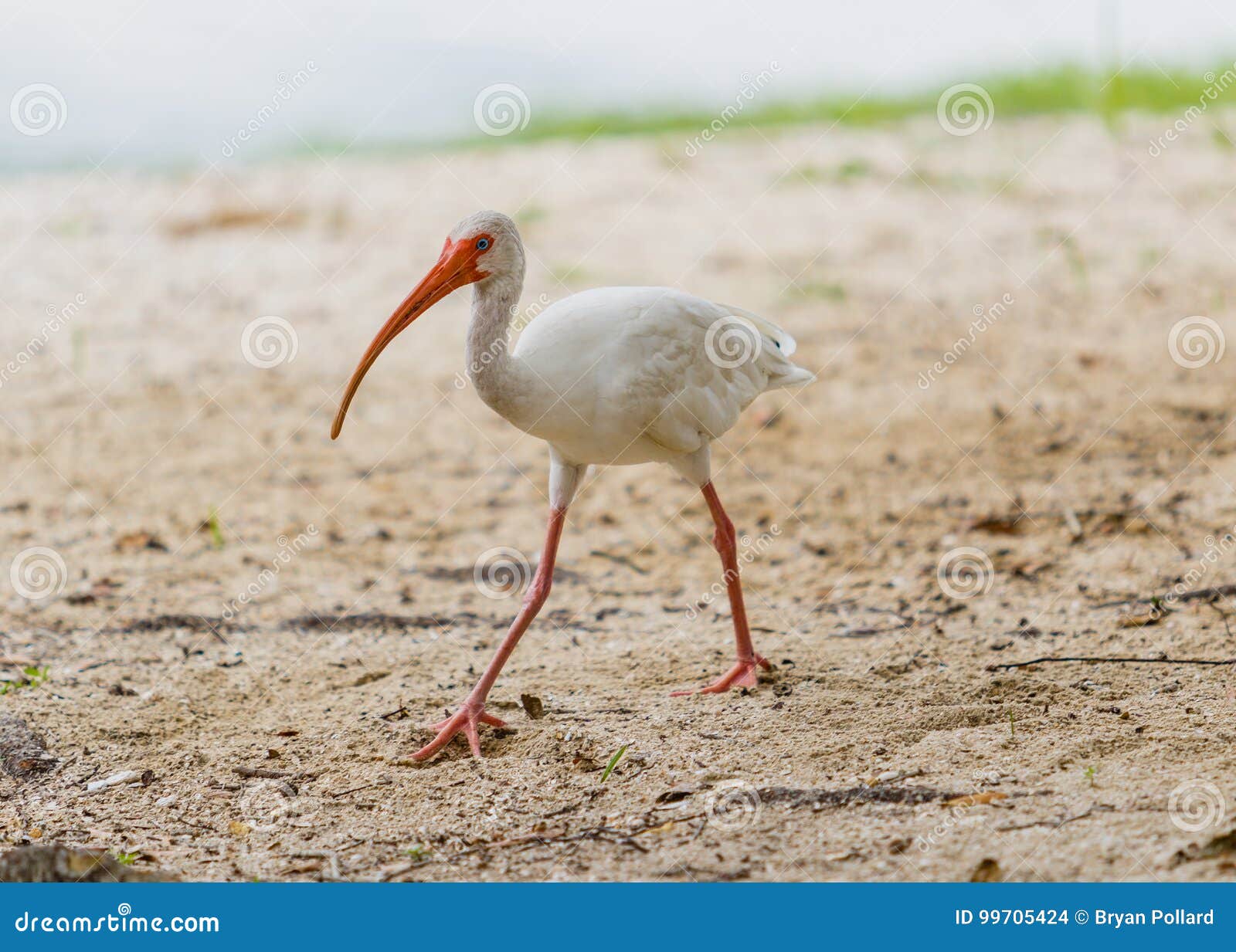 Ibis blanco americano foto de archivo. Imagen de verde - 99705424