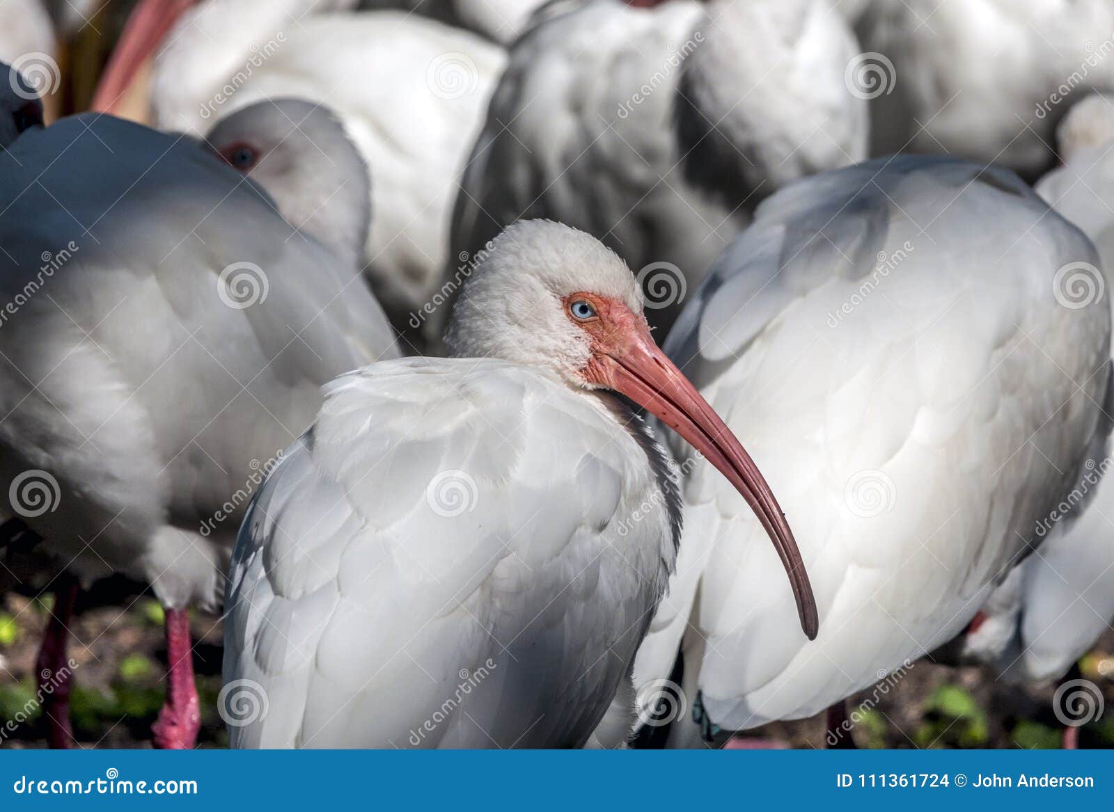 Ibis Blanco Americano, Albu De Eudocimus Foto de archivo - Imagen de ...