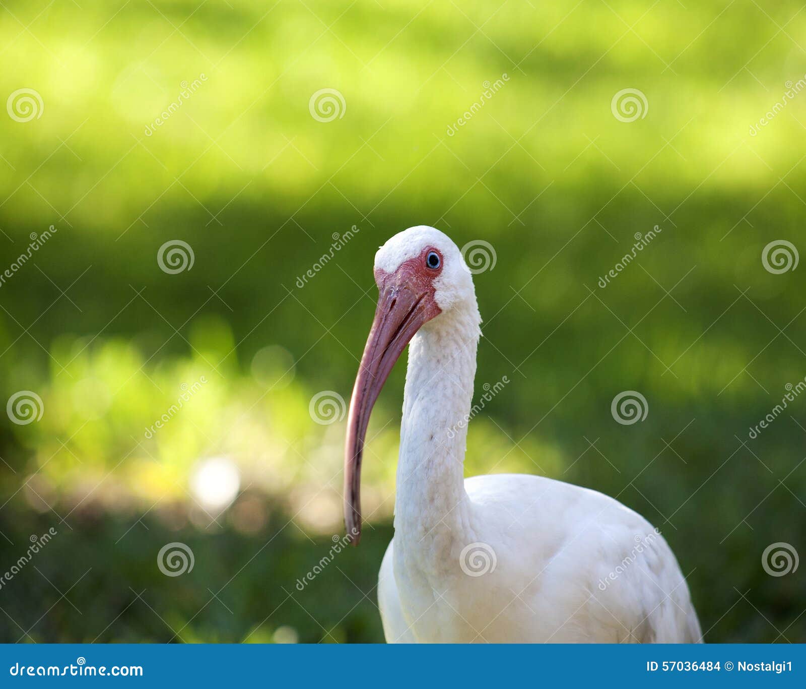 Ibis Blanco Americano (albus De Eudocimus) En Busca De La Comida Foto ...