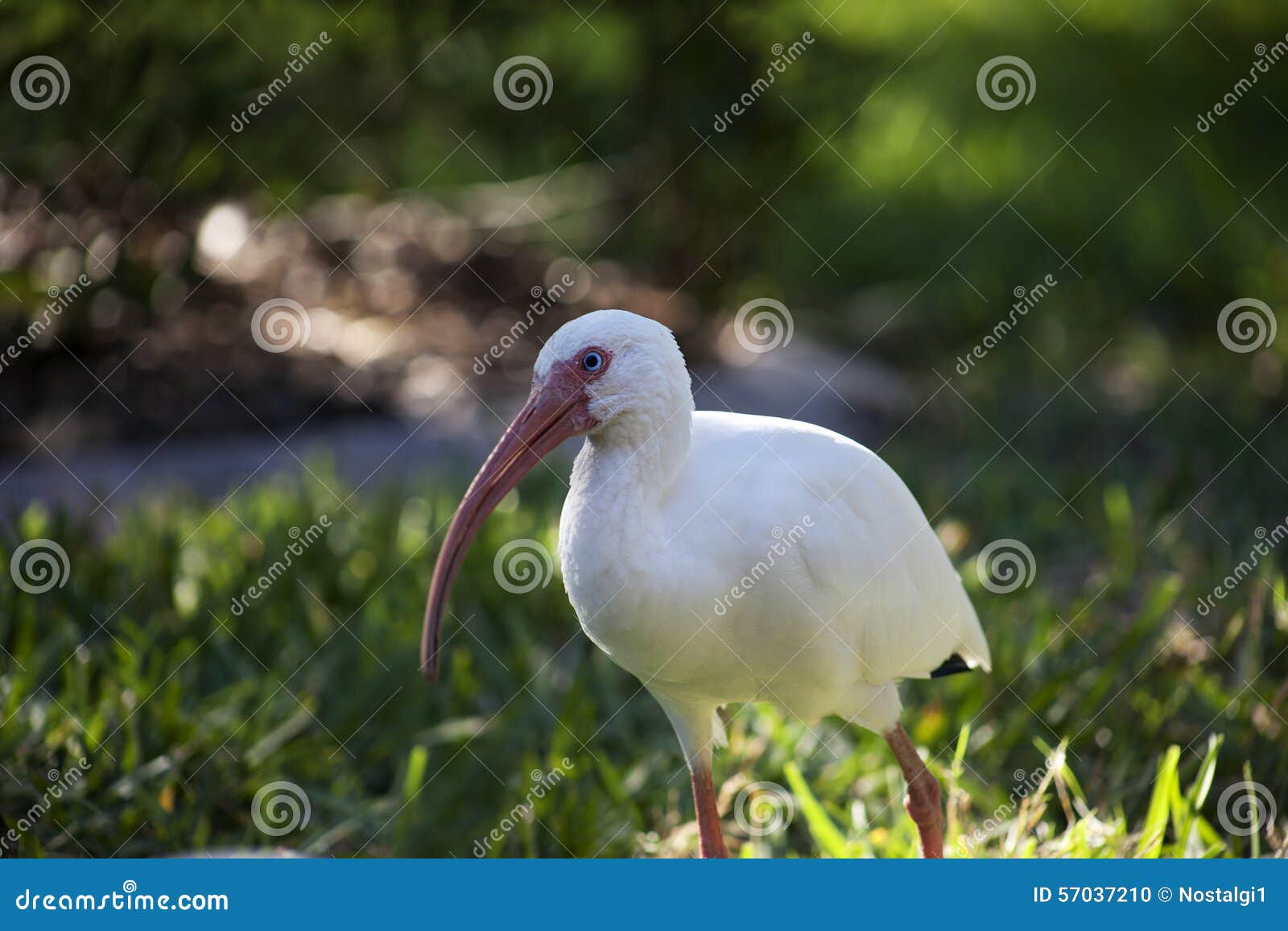 Ibis Blanco Americano (albus De Eudocimus) En Busca De La Comida Foto ...