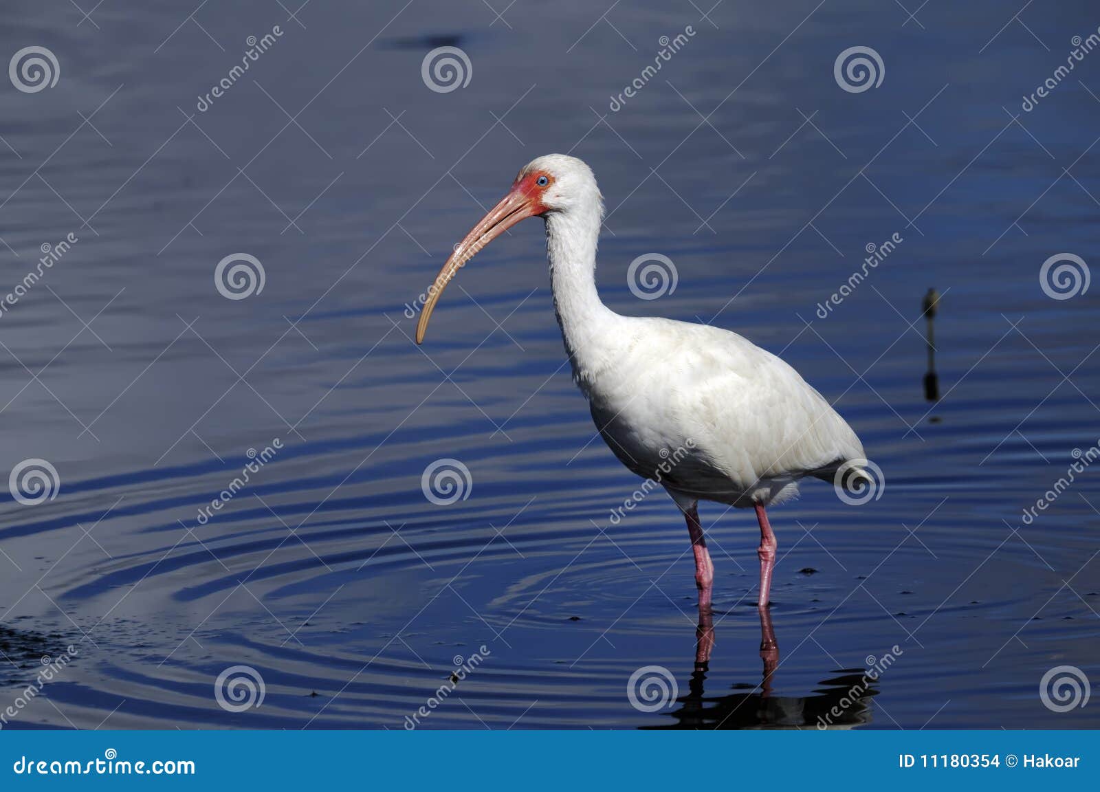 Ibis Blanco Americano, Albus Del Eudocimus Foto de archivo - Imagen de ...
