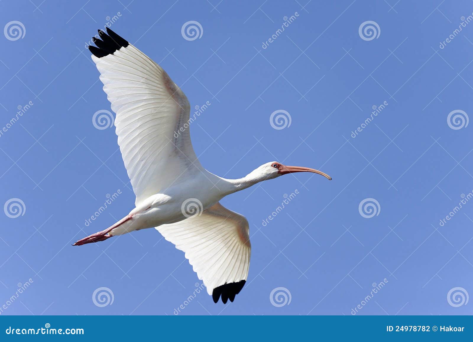 Ibis Blanco Americano, Albus Del Eudocimus Foto de archivo - Imagen de ...