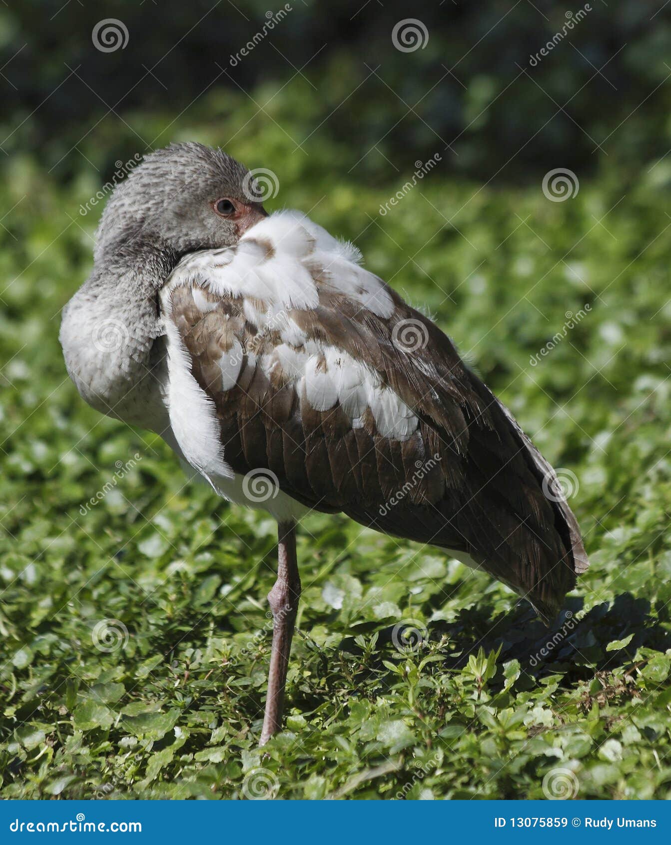 Ibis Blanco Americano Juvenil (albus) De Eudocimus - 1 Imagen de ...