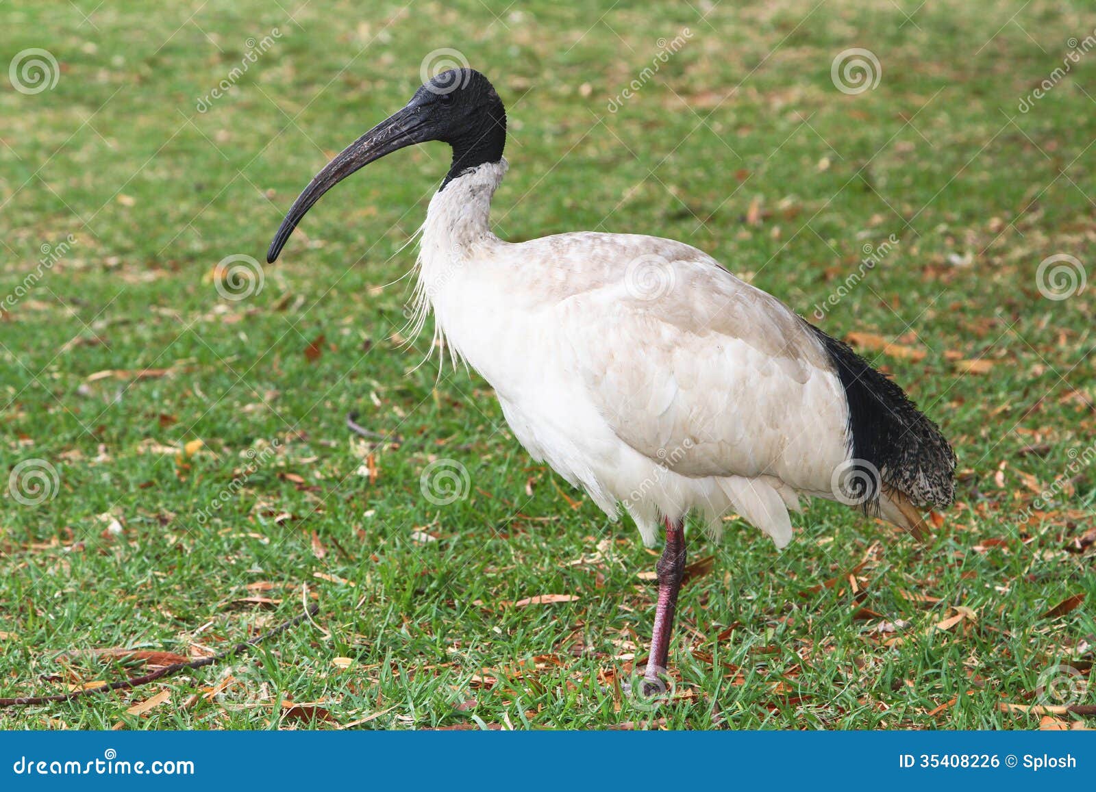 Ibis blanco australiano foto de archivo. Imagen de pluma - 35408226