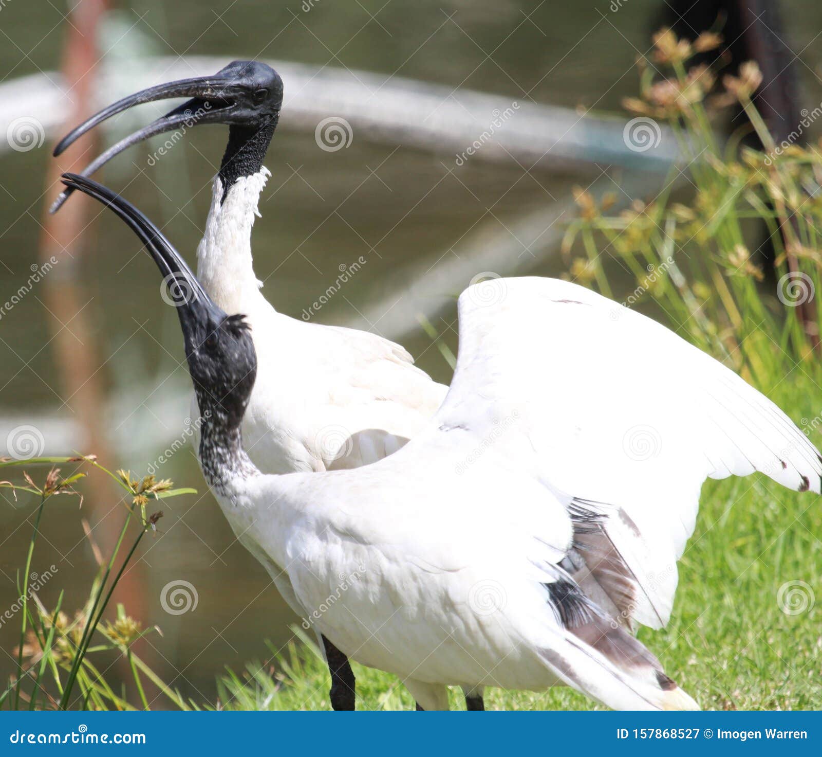 Ibis Blanco Australiano En Australia Imagen de archivo - Imagen de ...