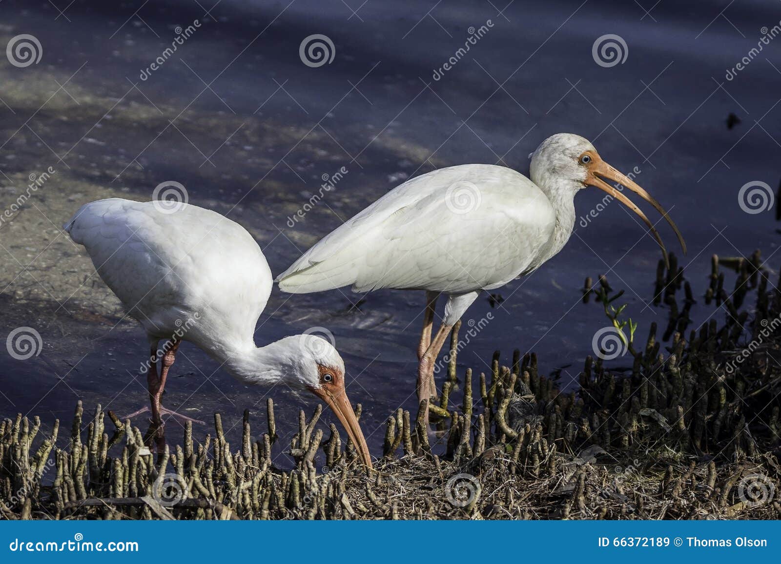 Ibis blanco en un mangle imagen de archivo. Imagen de paisaje - 66372189