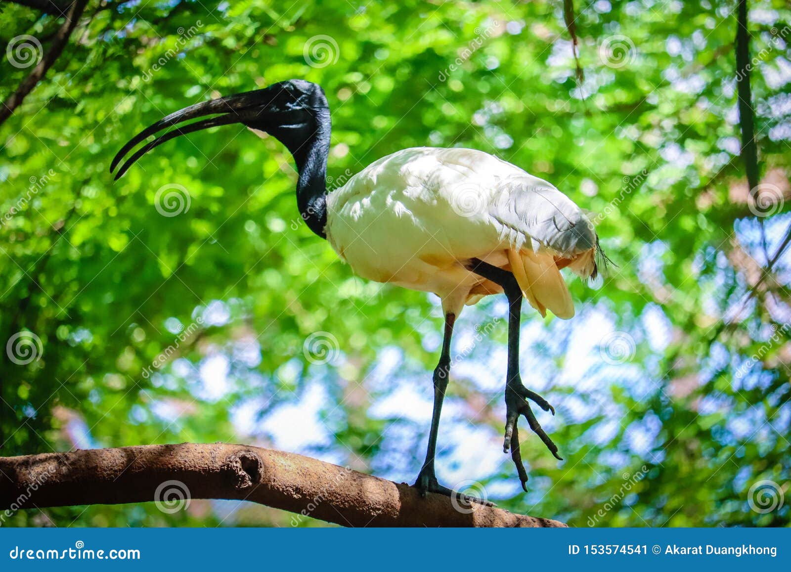 Ibis on the branch stock image. Image of crowned, animal - 153574541