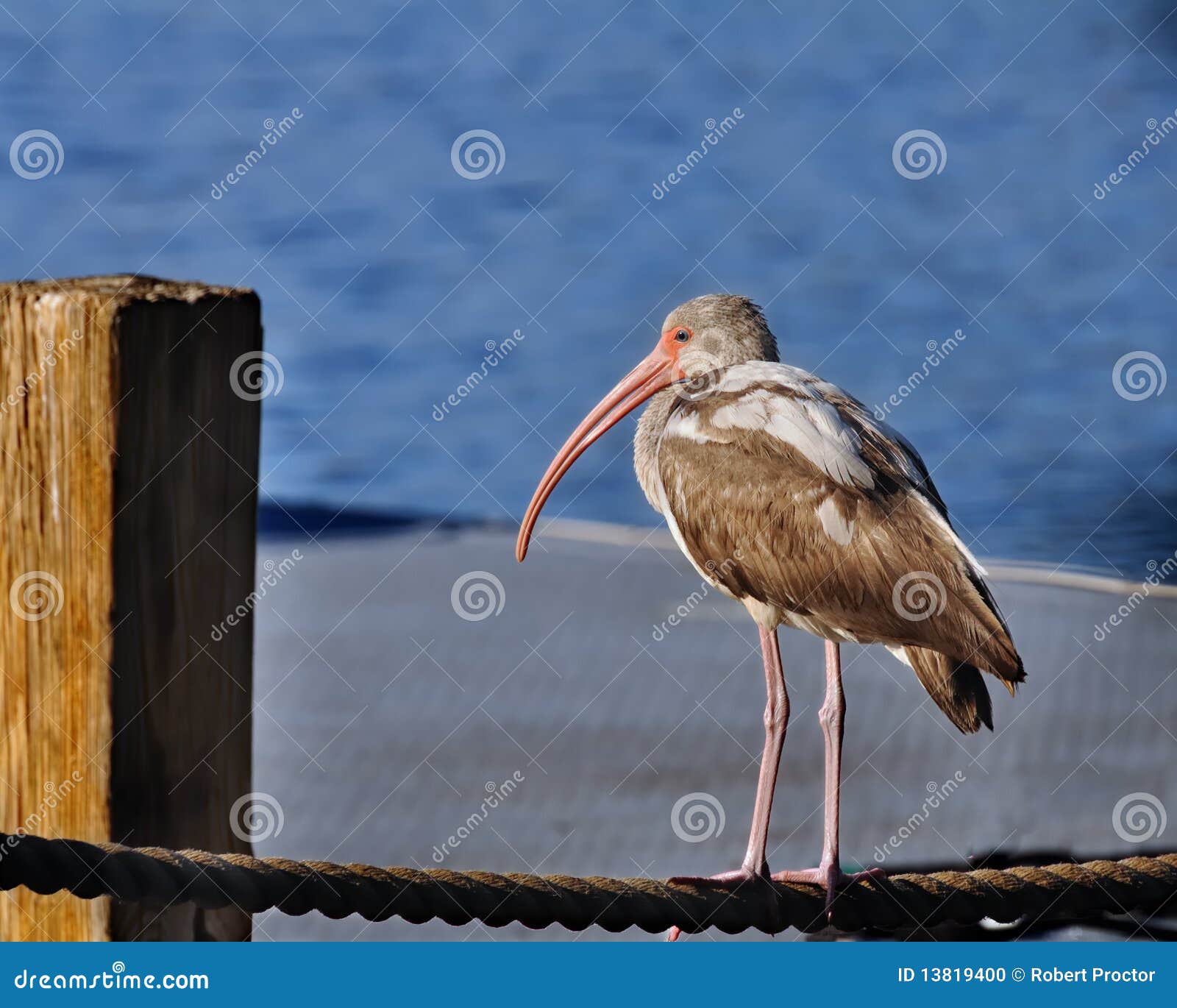 Ibis Brown and White stock photo. Image of bird, tropical - 13819400
