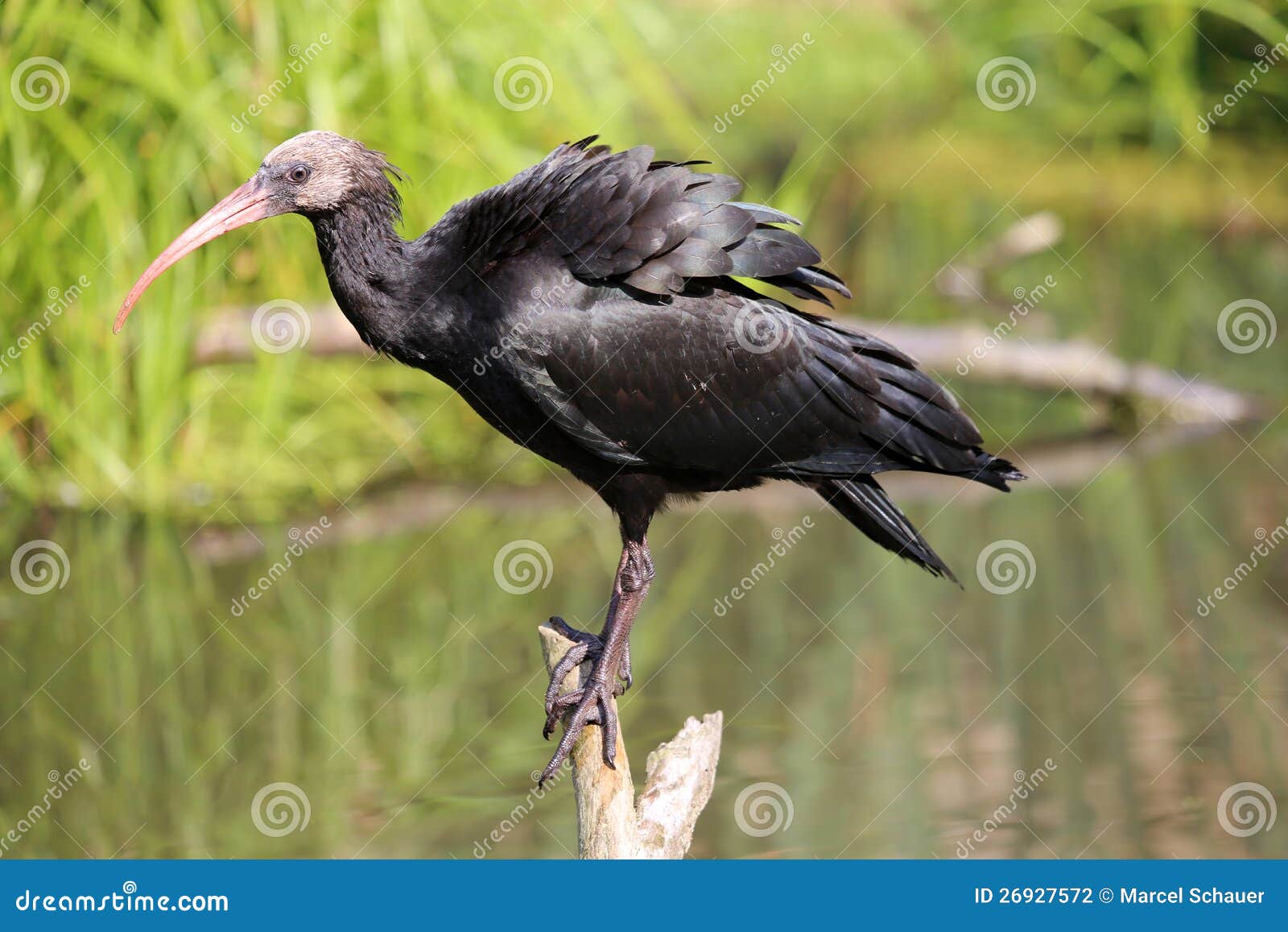 Ibis calvo meridional foto de archivo. Imagen de aviar - 26927572