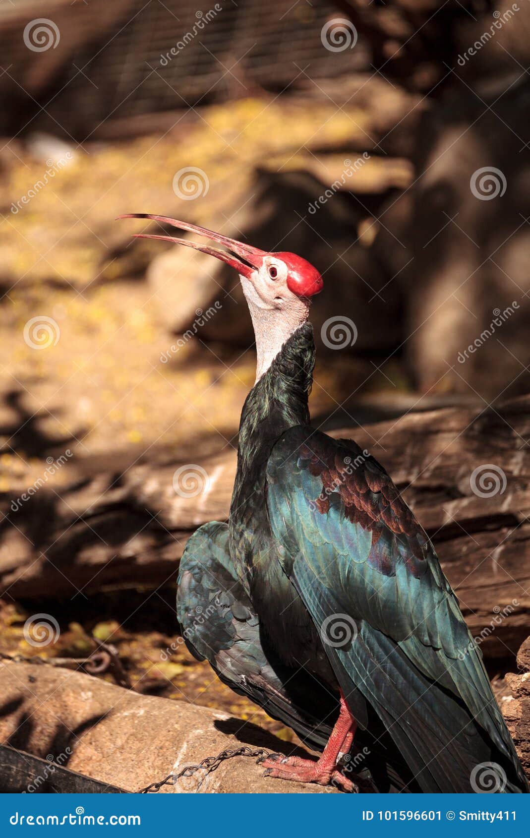 Ibis Calvo Meridional Conocido Como Calvus De Geronticus Imagen de ...