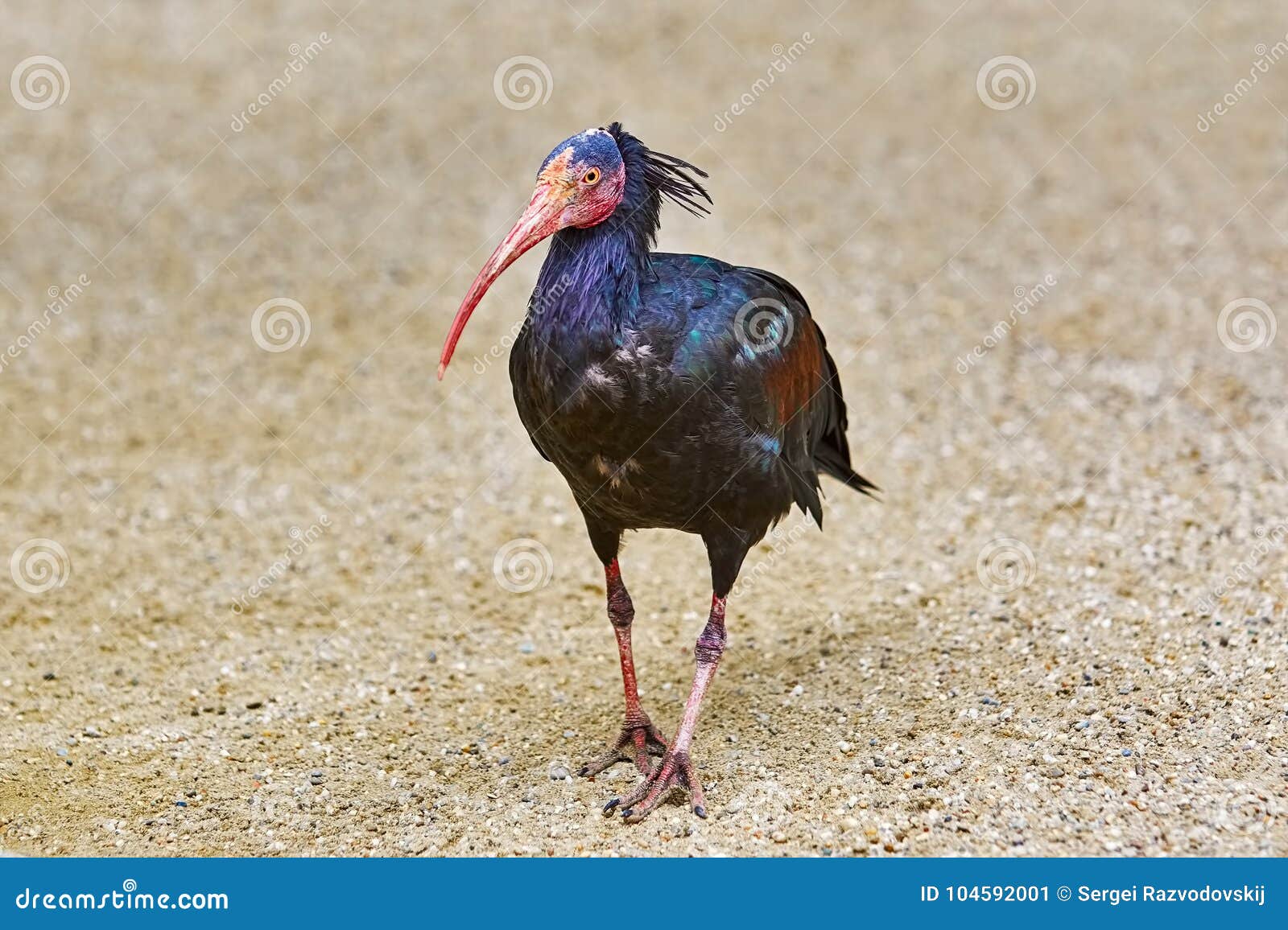 Ibis calvo septentrional imagen de archivo. Imagen de fauna - 104592001