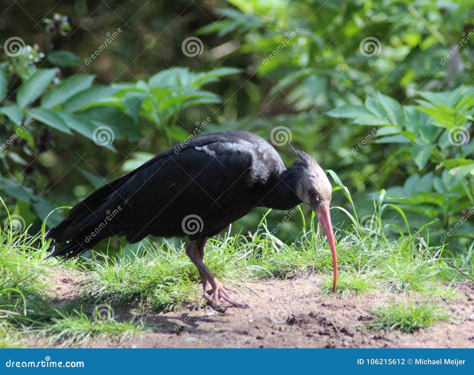 Ibis Calvo Septentrional, Eremita De Geronticus Foto de archivo ...