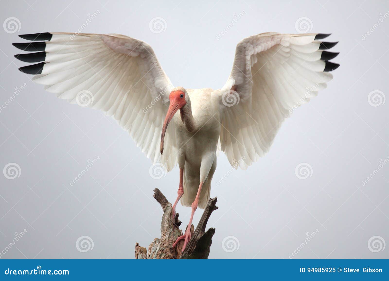 Ibis stock image. Image of florida, birding, feathers - 94985925