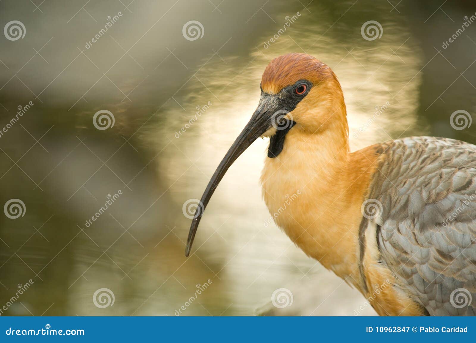 Ibis, close up shot. stock image. Image of watching, avian - 10962847