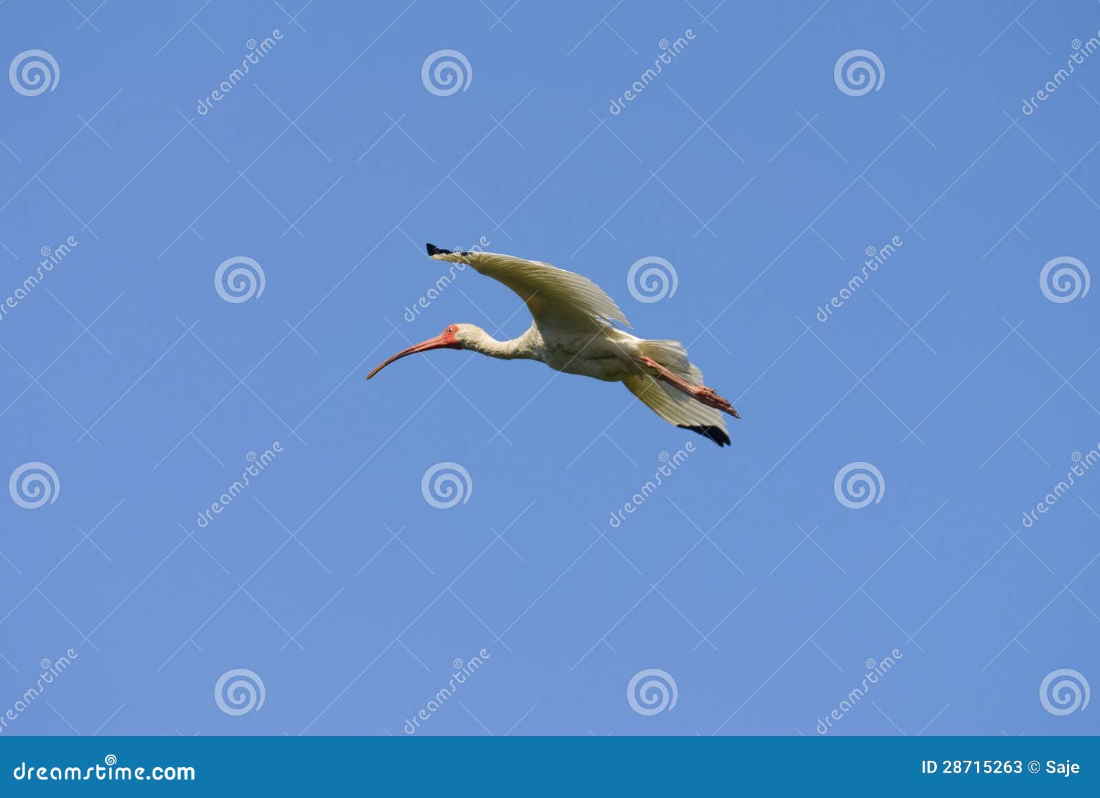 Ibis in Flight stock image. Image of outside, american - 28715263