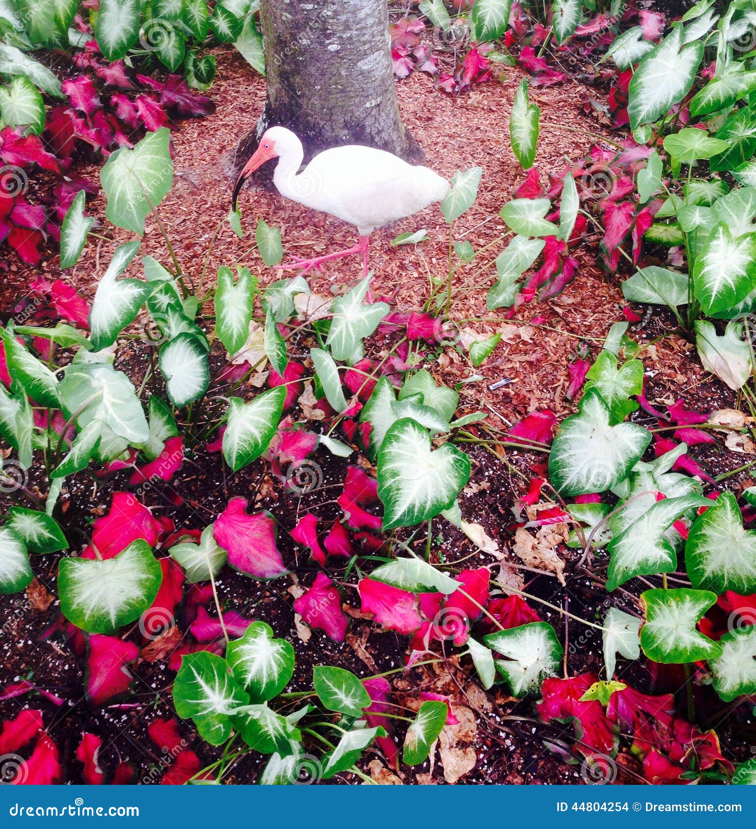 Ibis stock photo. Image of flora, plant, bird, leaf, shrub - 44804254