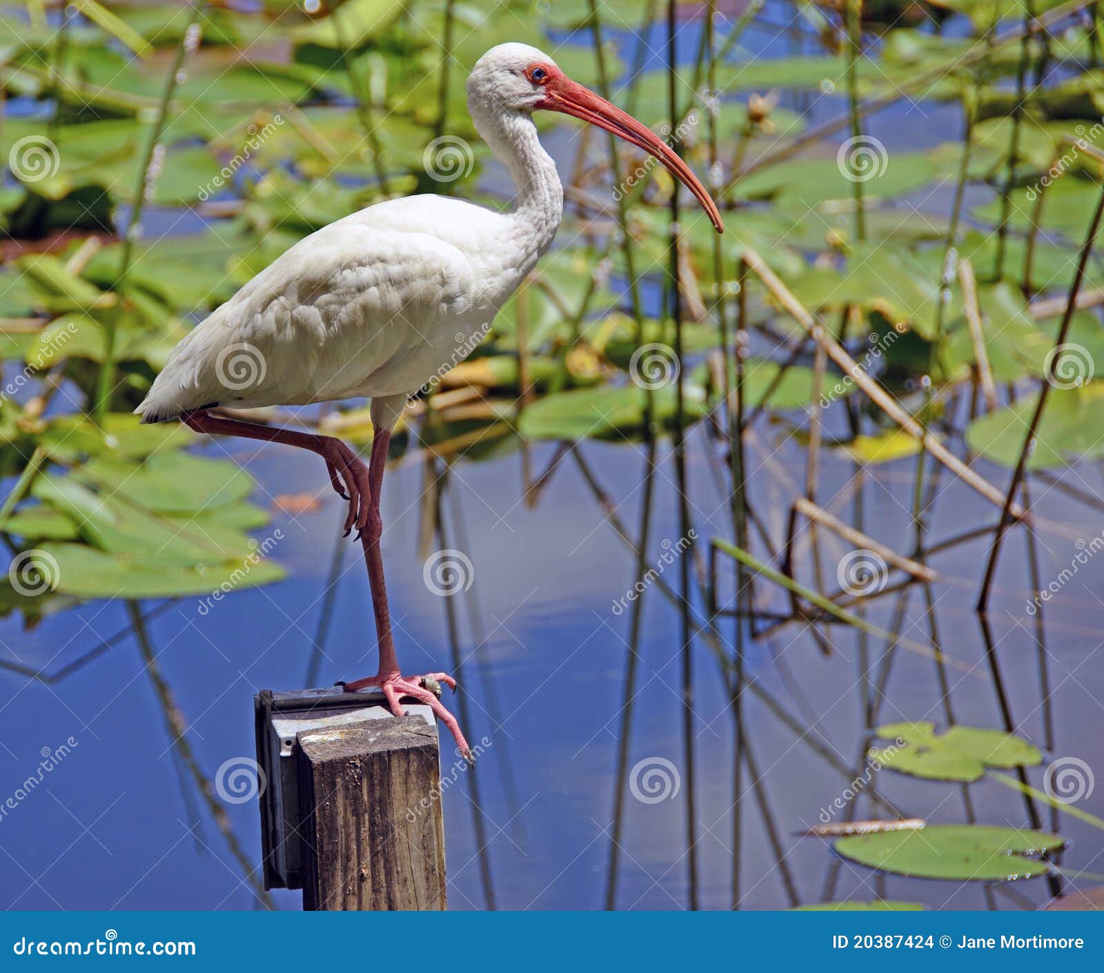 Ibis and Lily Pads stock photo. Image of ibis, bent, water - 20387424