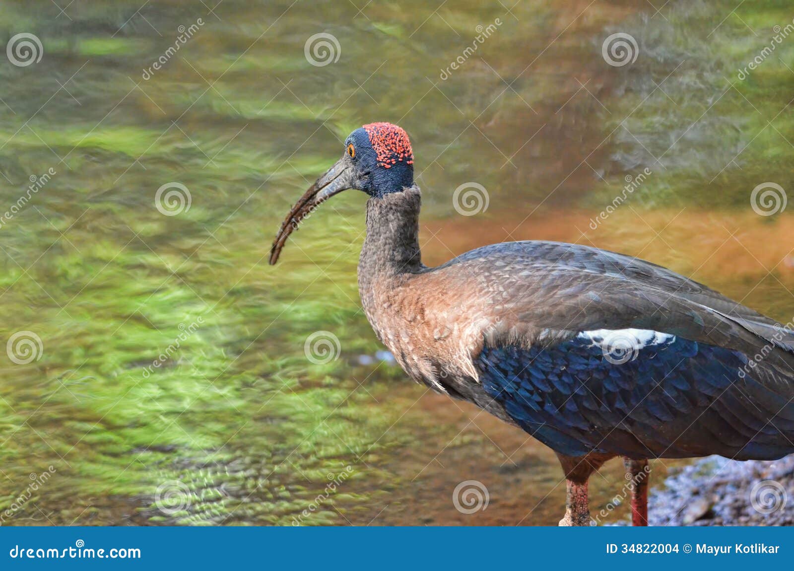 Ibis looking for food stock photo. Image of animal, glossy - 34822004
