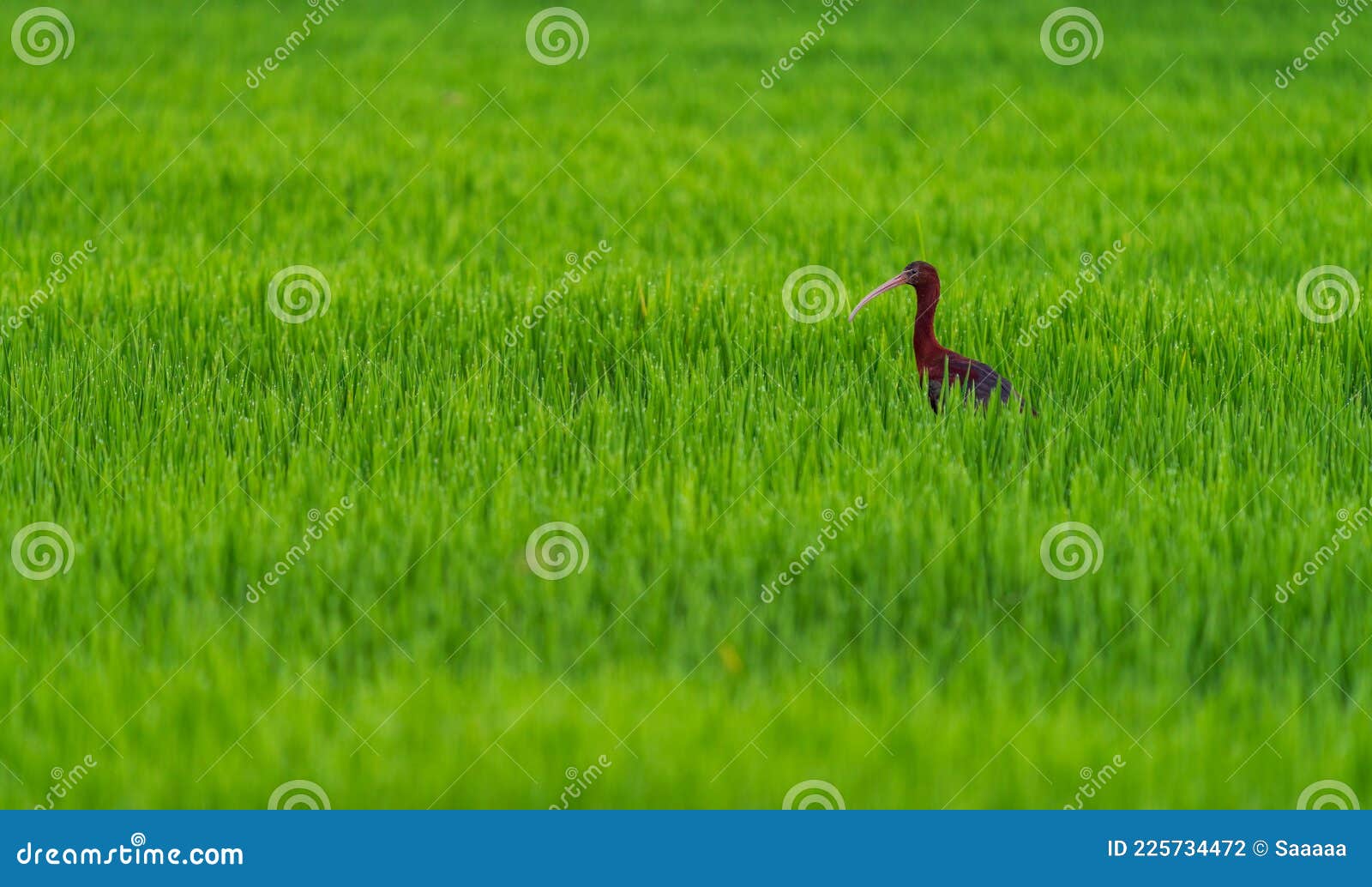 Ibis in the Middle of the Rice Field Stock Photo - Image of security ...